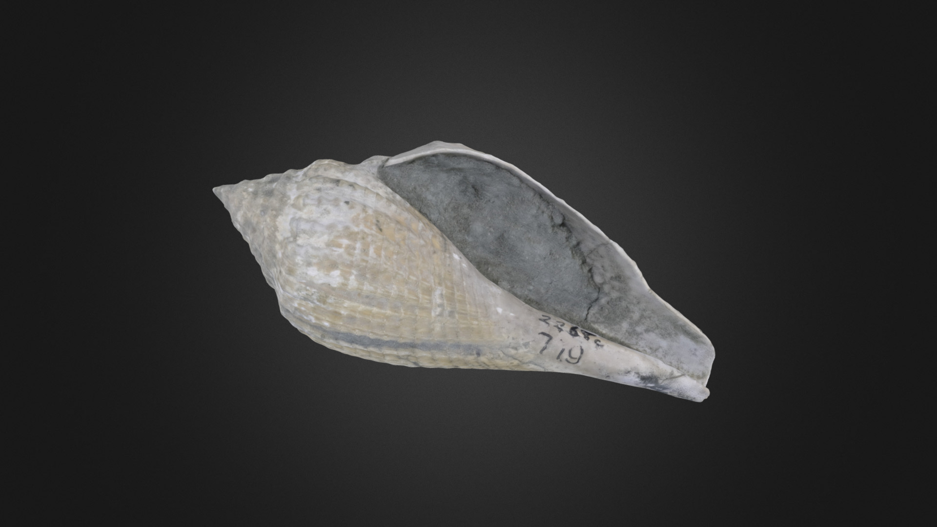 Gastropod: Volutomorpha mutabilis (PRI 78029) - Download Free 3D model ...