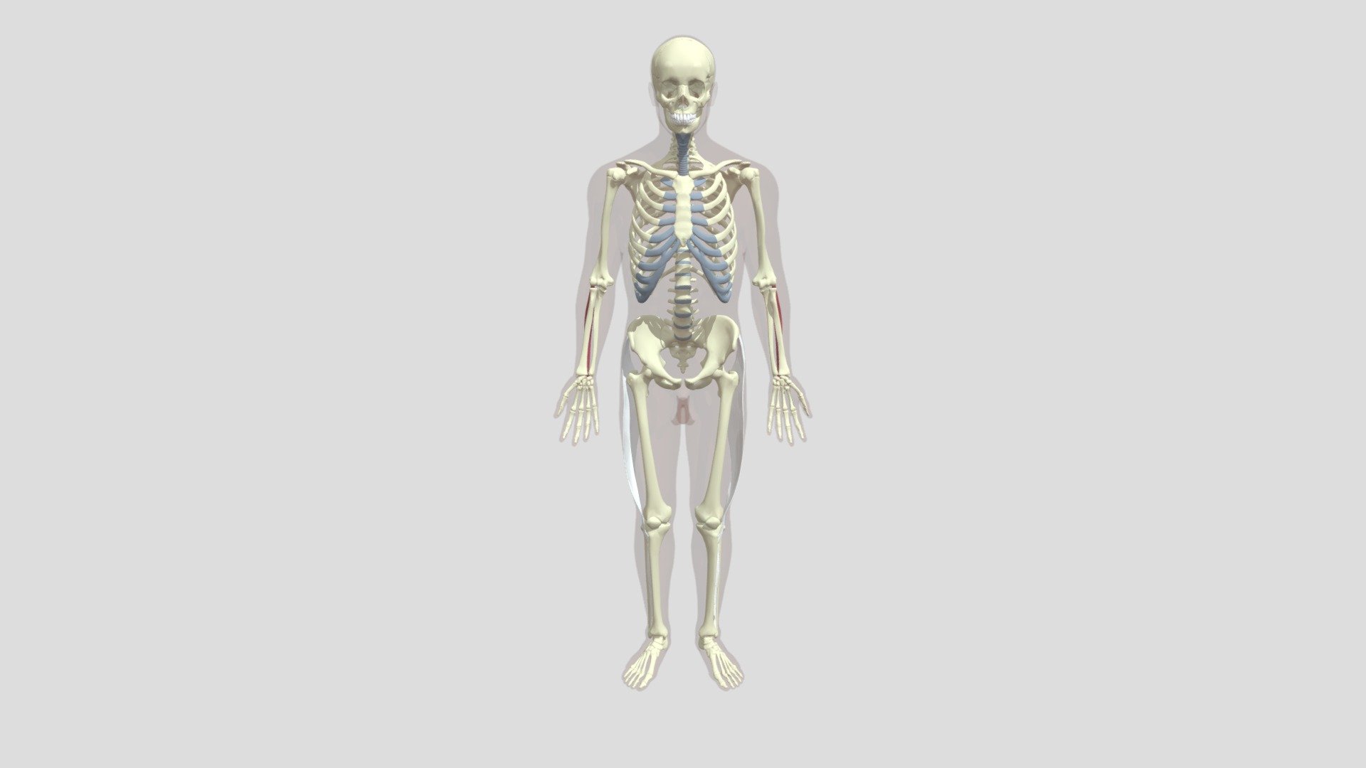 human_body - 3D model by emmanuelchilombodev [26d9d42] - Sketchfab