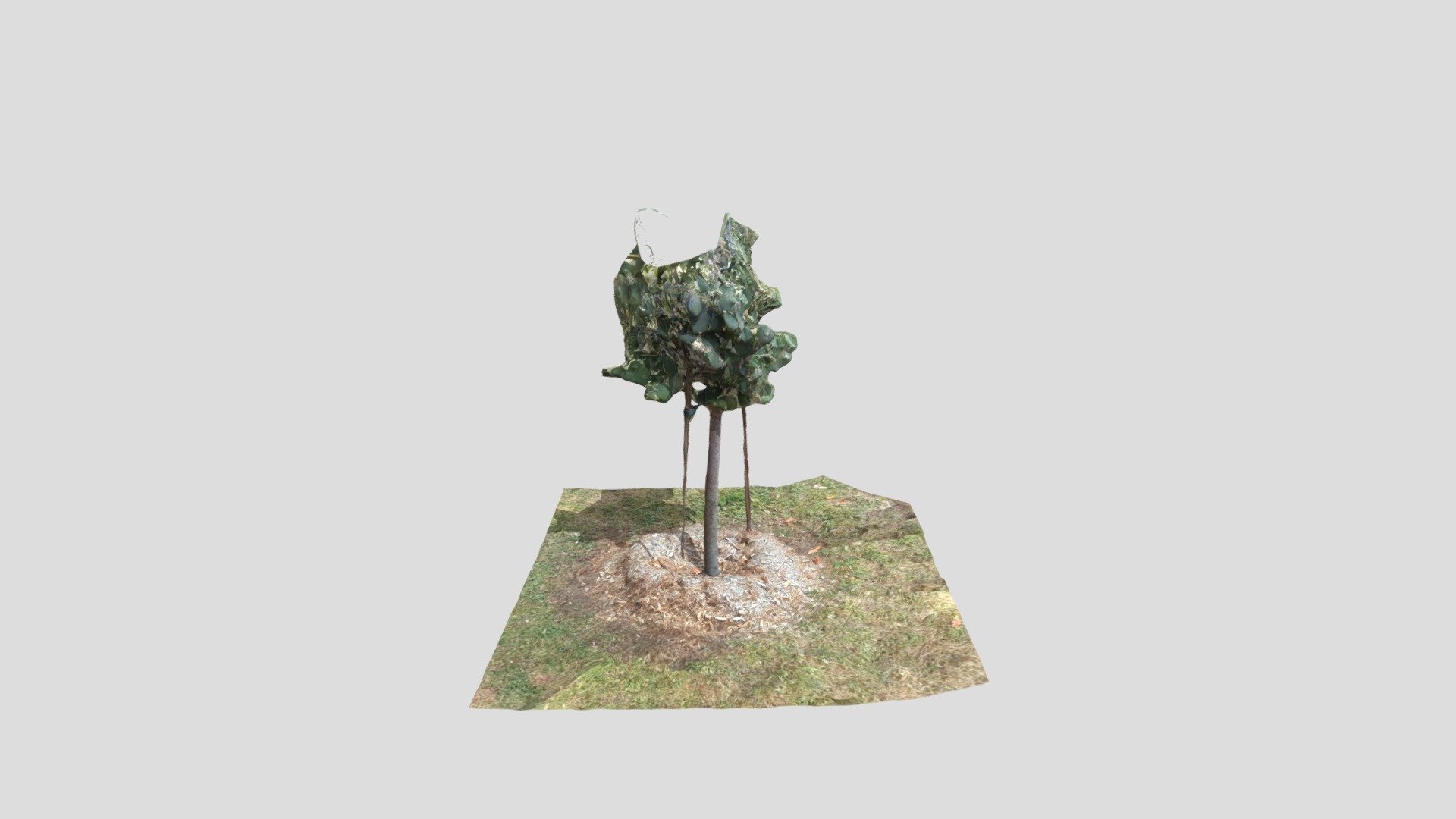 Petit arbre / Little tree - Download Free 3D model by jclermont5 ...