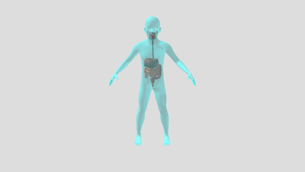 Human - A 3D model collection by mdshakil - Sketchfab