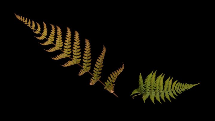 Fern 3D models - Sketchfab