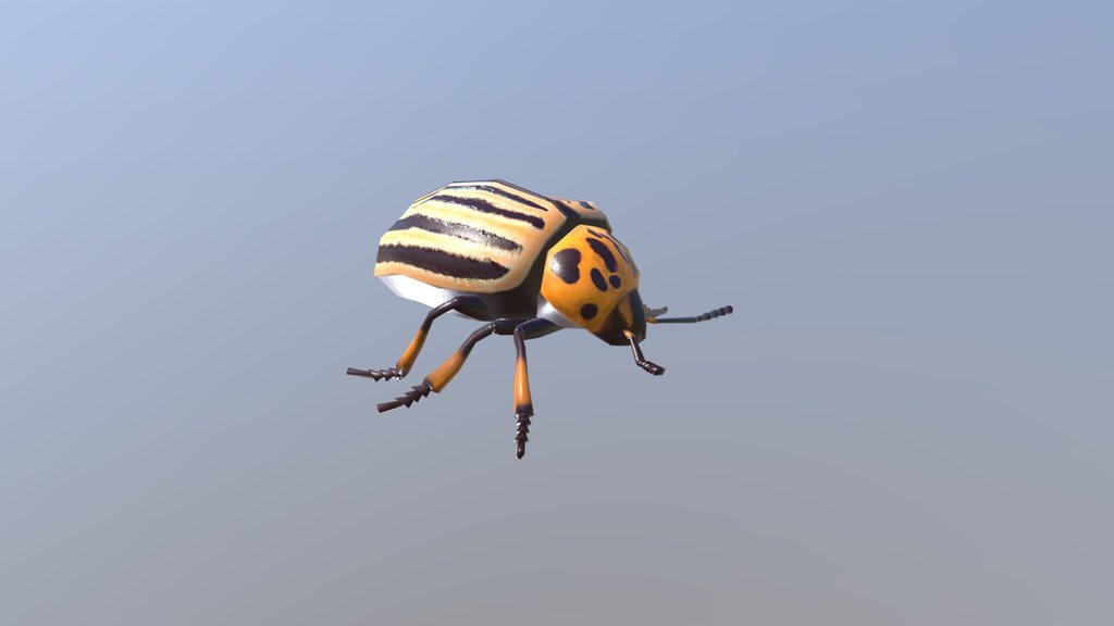 INSECTS - A 3D model collection by petortattoo - Sketchfab
