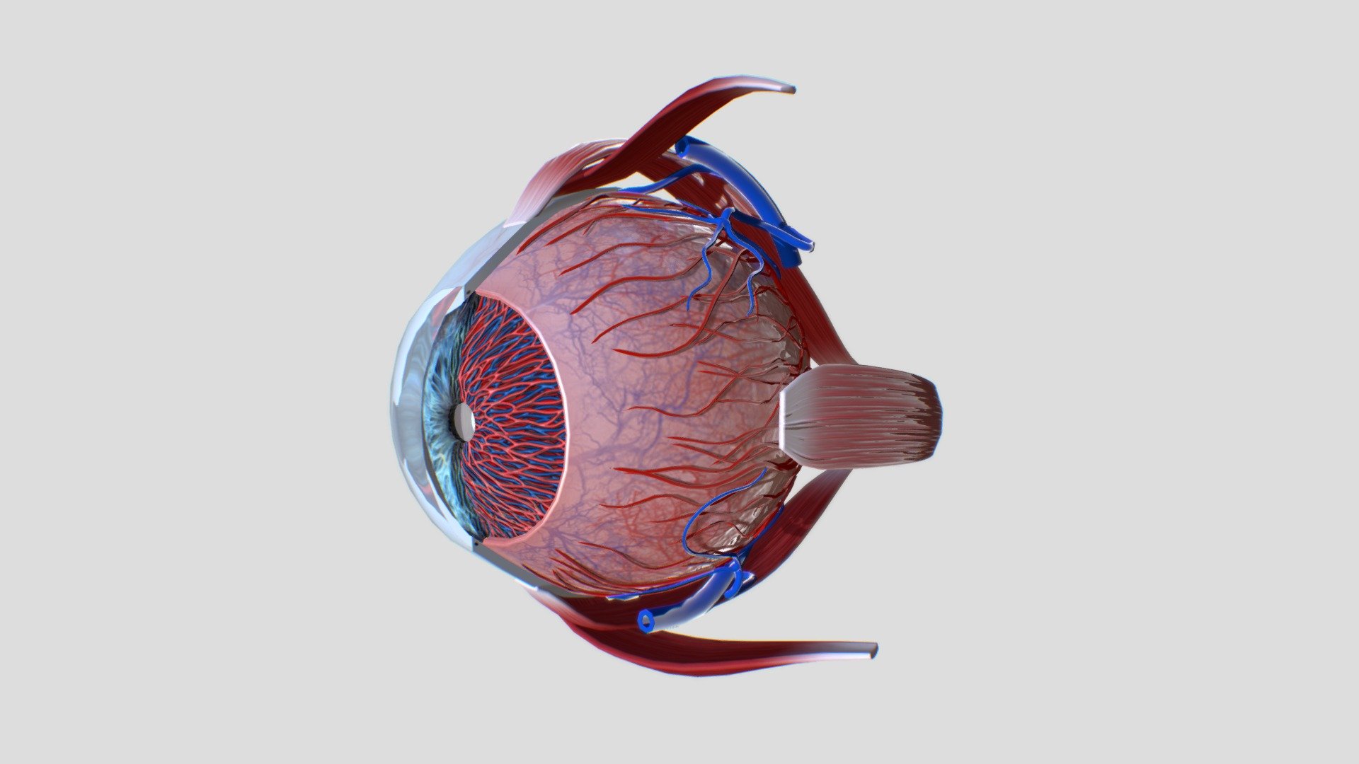 MyXperience - Eye Anatomy - 3D model by (MEDPIXEL) (@medpixel) [26edae8 ...