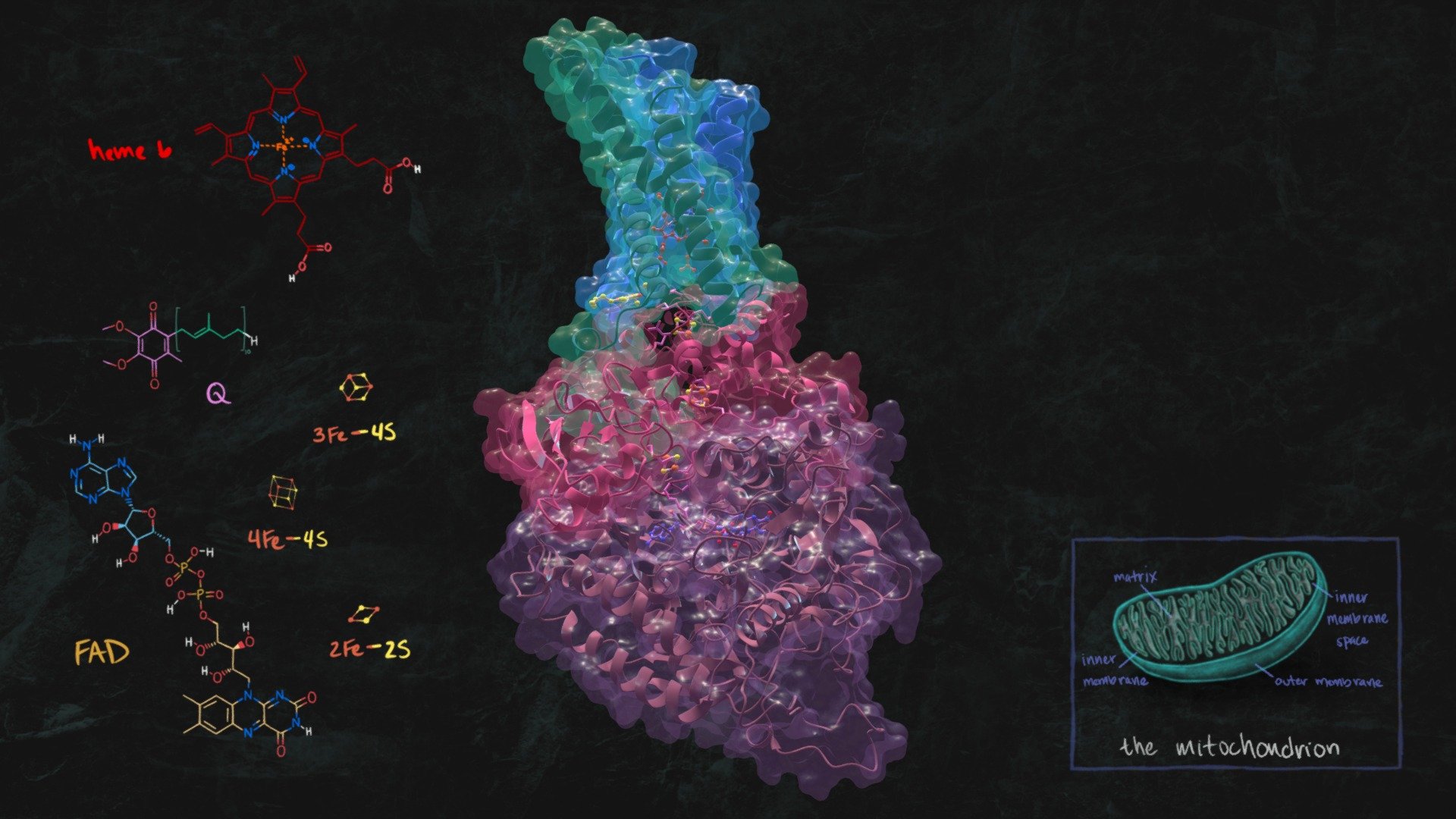 Complex II Succinate: Ubiquinone Oxidoreductase - 3D model by ...