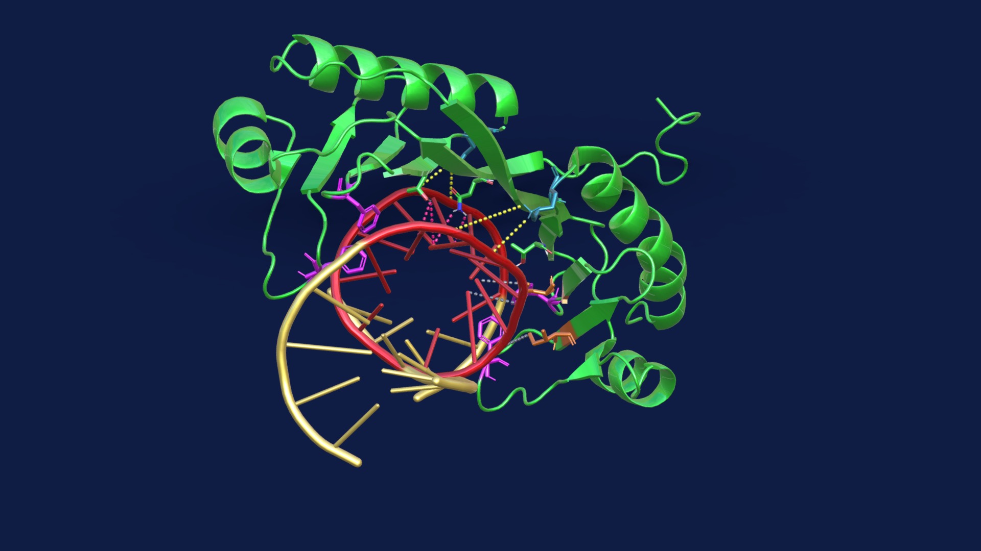 TBP Crystal Structure interacting TATA sequence - 3D model by ...