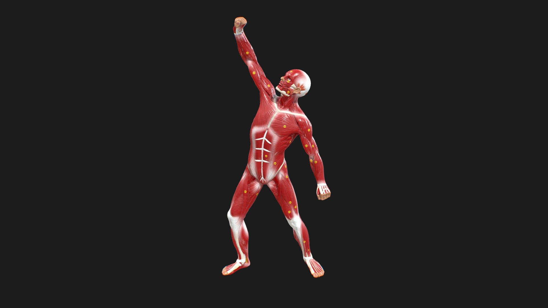 Full Body Muscles Numbered - 3D model by AnatomyPhysiologySCC [26f8e8c ...