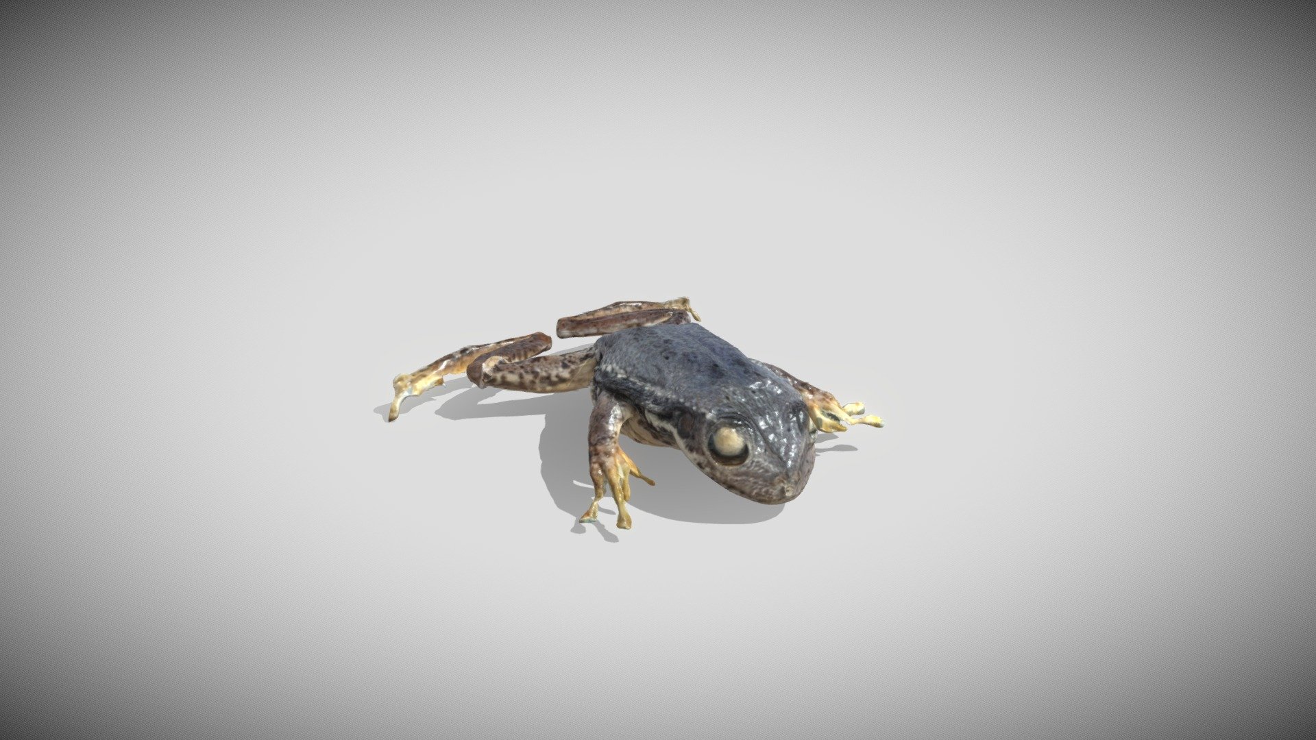 Rana scan deber - 3D model by Tamaramena28 [27015dd] - Sketchfab