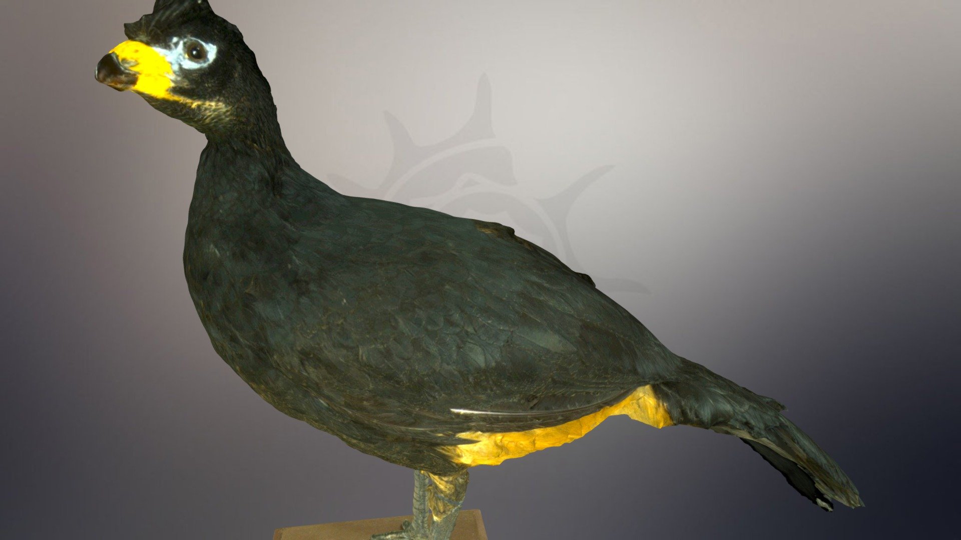 black curassow | Crax alector (with sound) - Download Free 3D model by ...