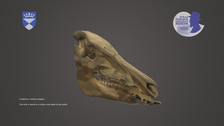 Bone 3D models - Sketchfab