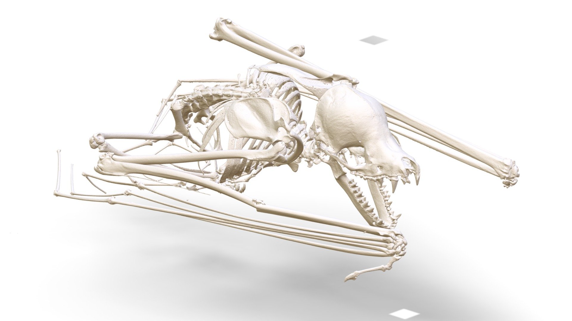 Myotis sp. (MSB:Mamm:262222) - 3D model by Biodiversity [270fa0f ...