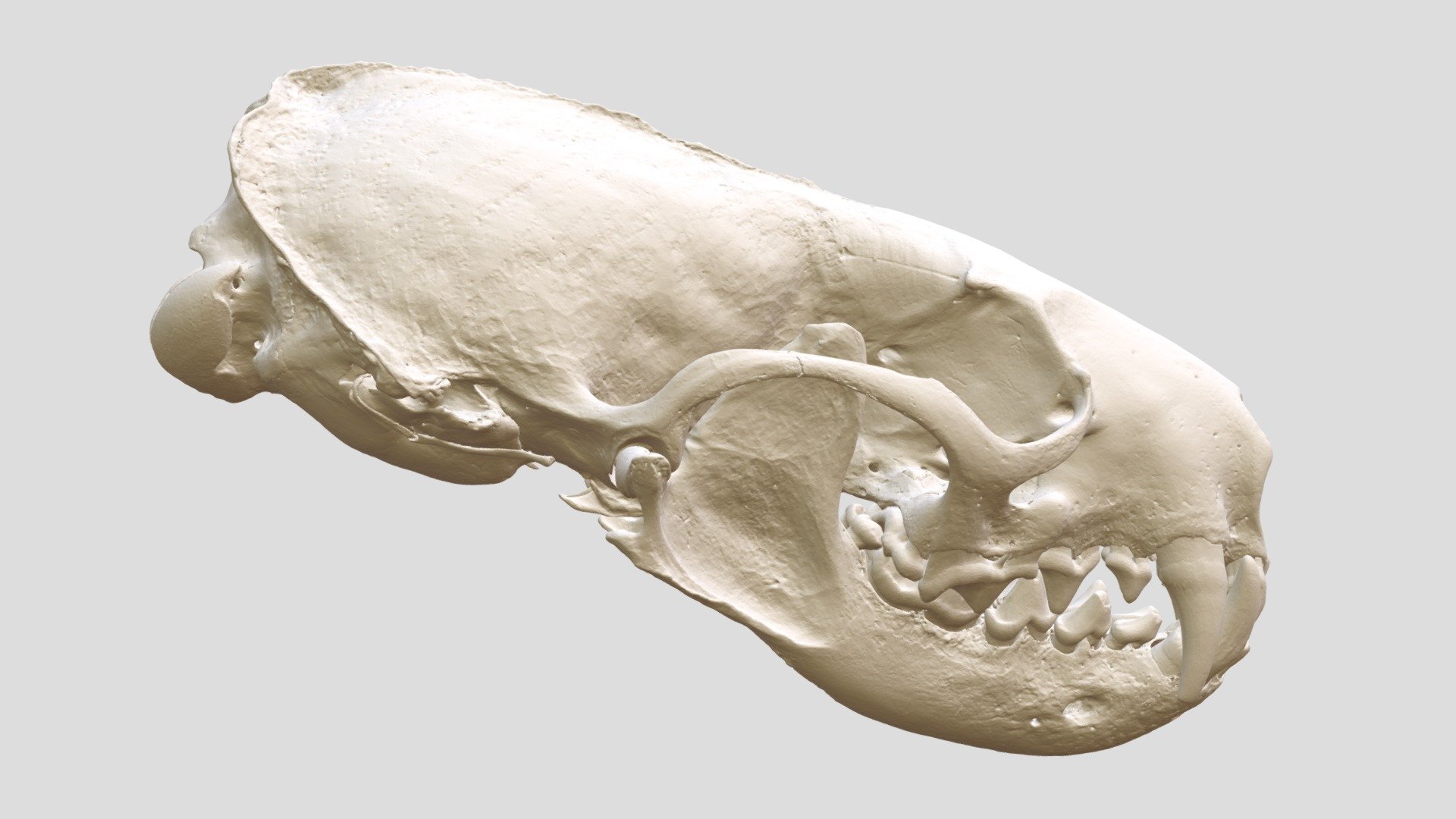 Neovison vison (MSB:Mamm:143835) - 3D model by Biodiversity [2716d45 ...