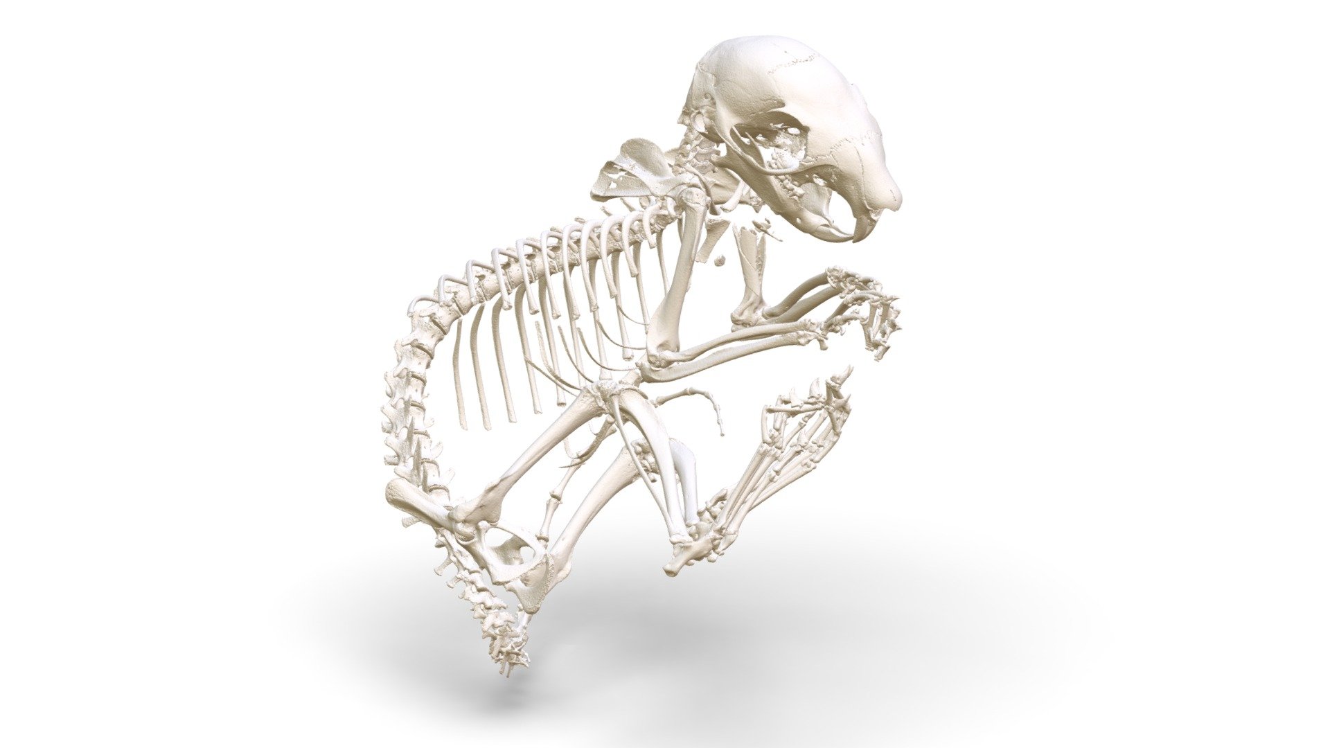 Tamiasciurus hudsonicus (MSB:Mamm:68270) - 3D model by Biodiversity ...