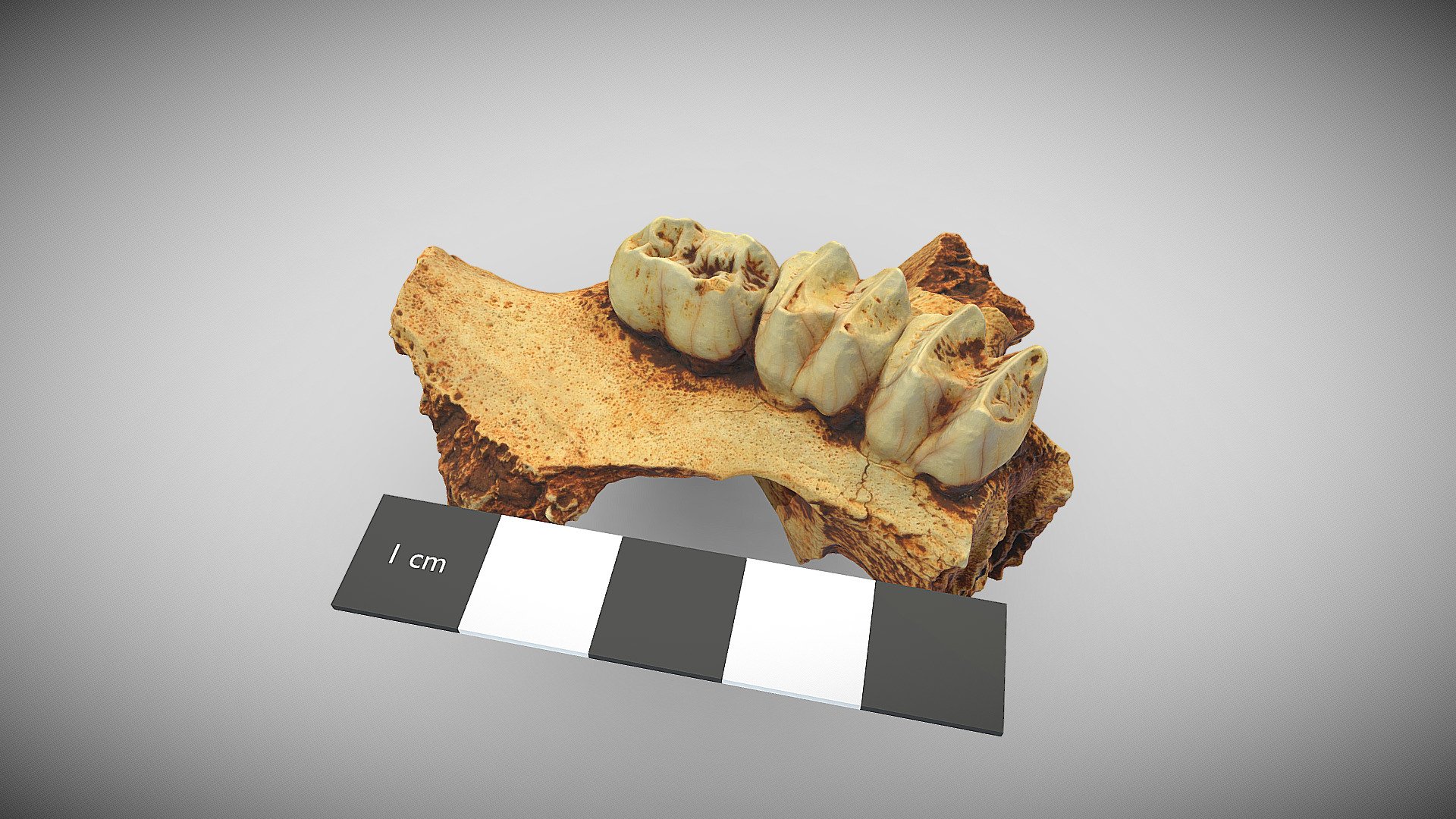 Simosthenurus occidentalis (giant kangaroo) - 3D model by UQ School of ...