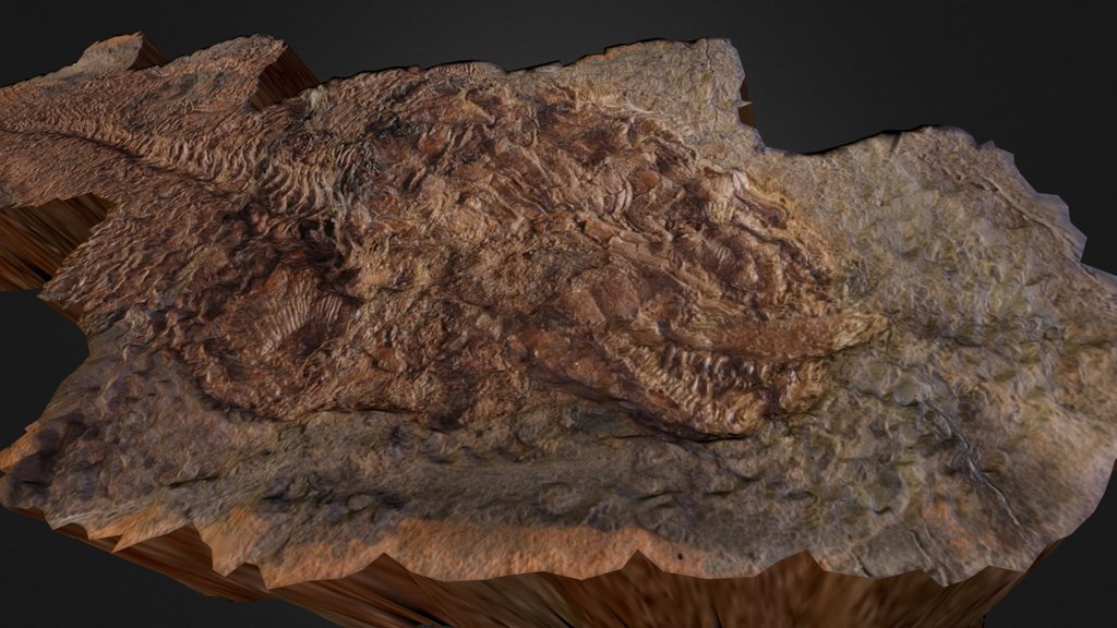 Premium Models - A 3D model collection by 3D Fossils (@conqueror78 ...