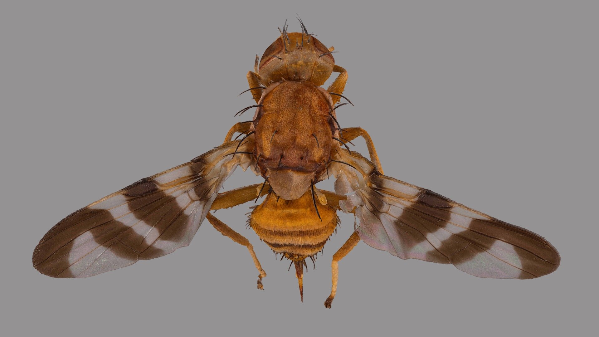 Rhagoletis completa - 3D model by VirNat [27236d8] - Sketchfab