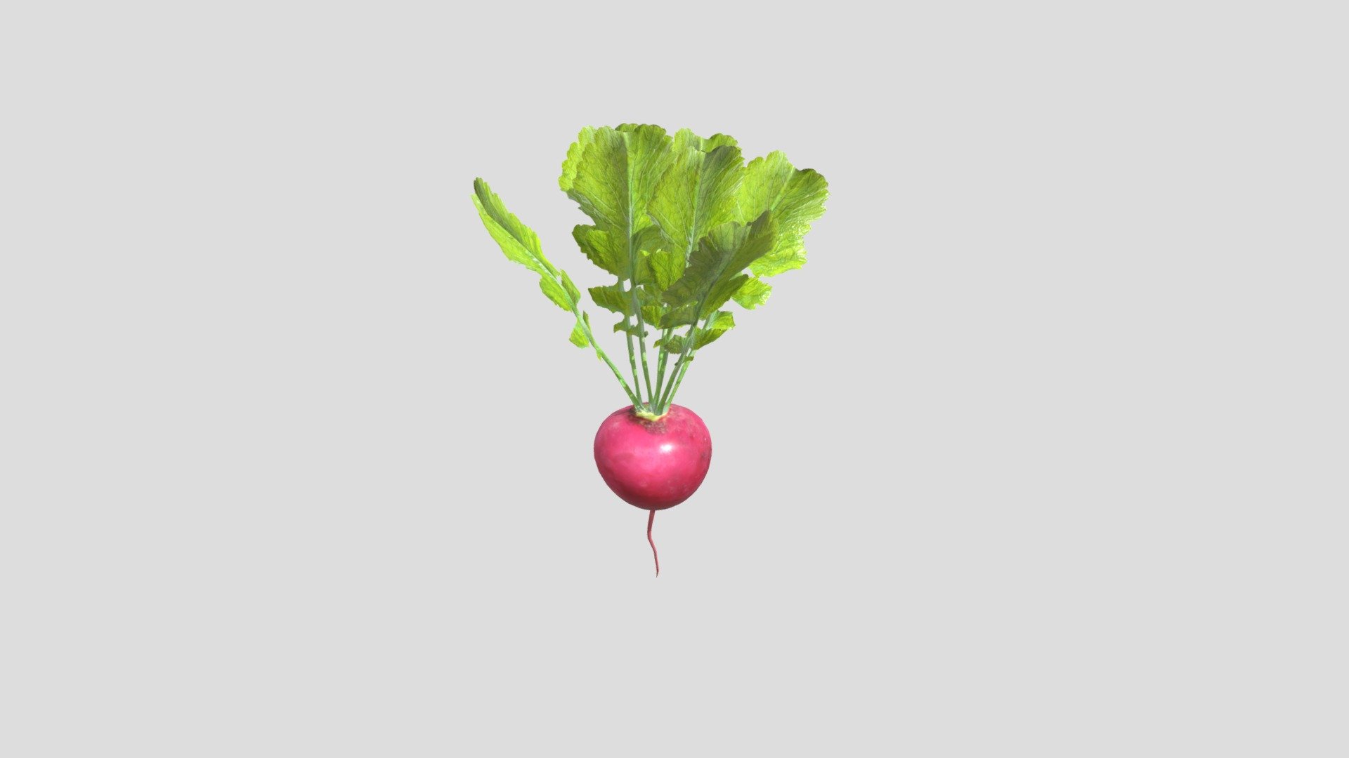 Radish - Buy Royalty Free 3D model by 3dlowpoly [27257f1] - Sketchfab Store