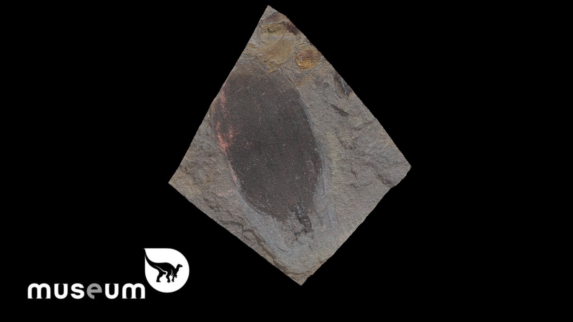 IRSNB b 7942 - Trigonocarpus andanellensis - Download Free 3D model by ...