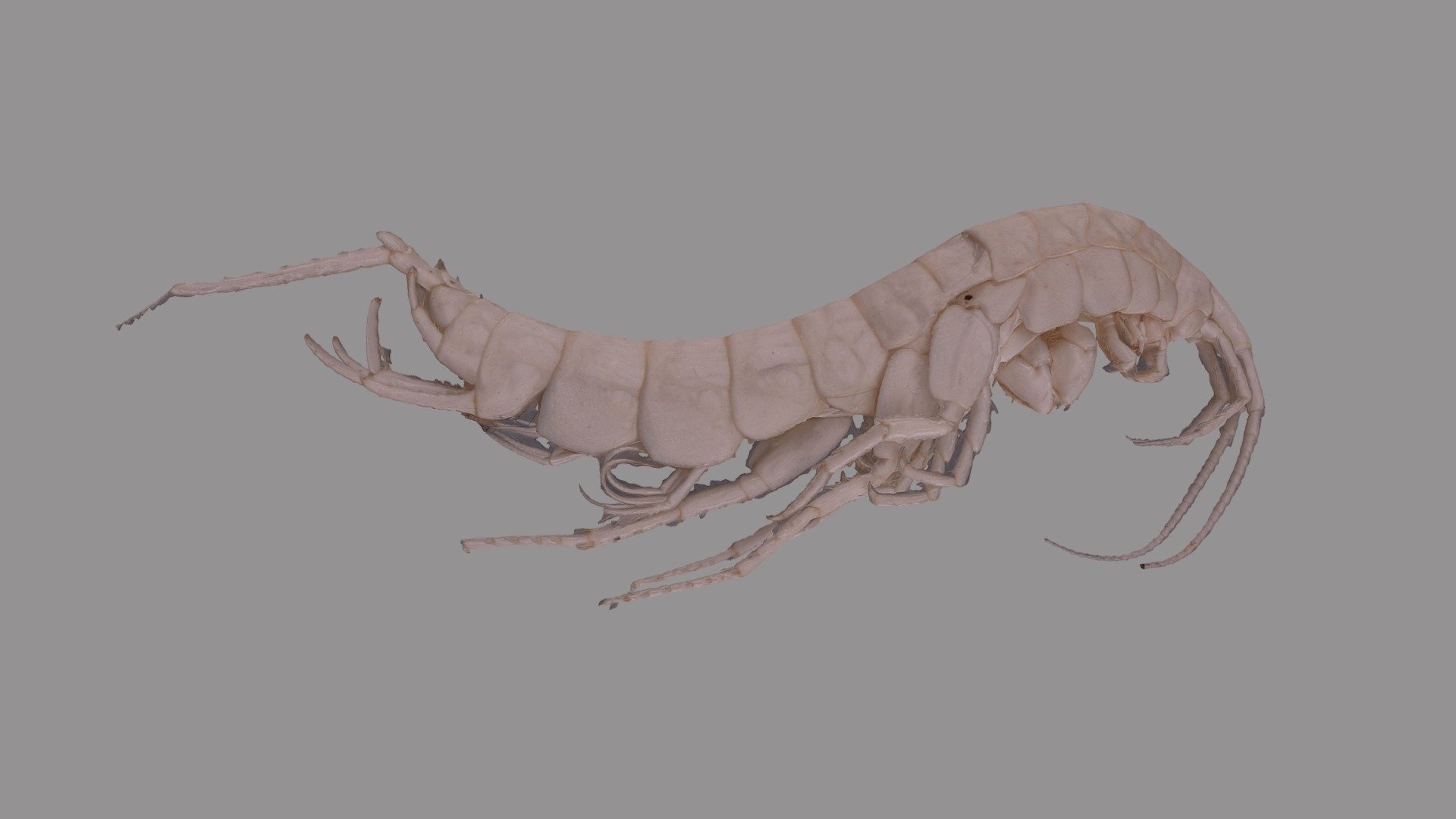 Niphargus tatrensis - 3D model by VirNat [272fe67] - Sketchfab
