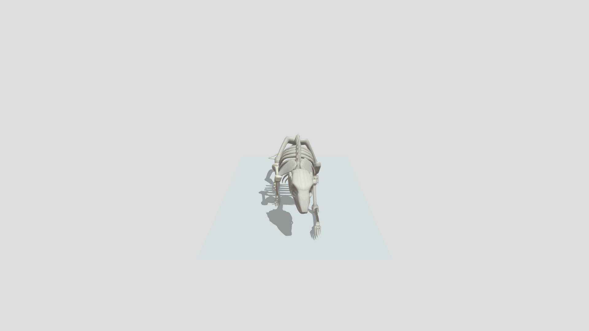 Rat Skeleton - 3D model by girroni (@itsaverymarie) [273134b] - Sketchfab
