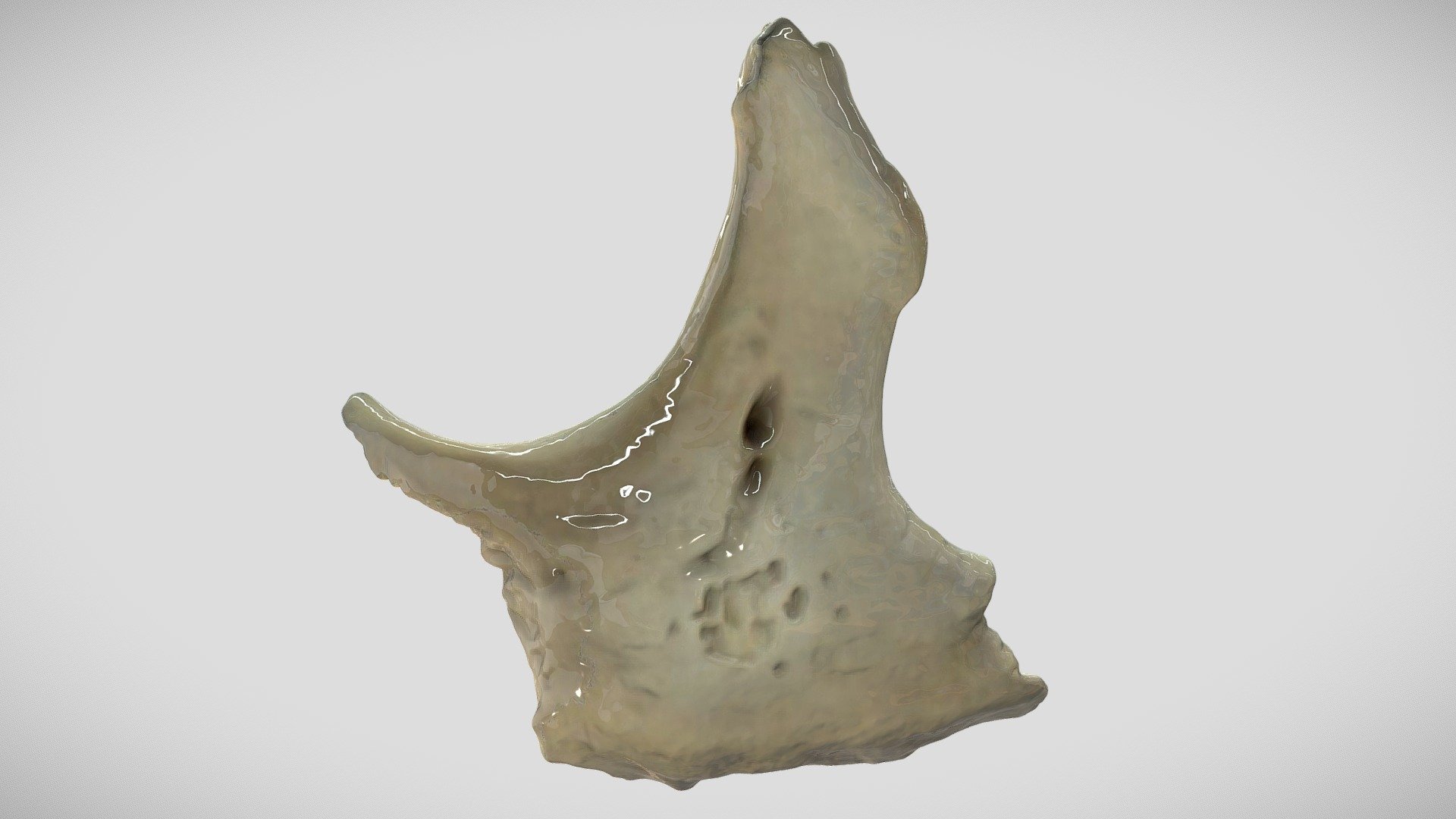 Zygomatic bone (3D scanning) - Download Free 3D model by Edgars ...