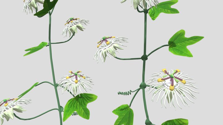 Flores 3D models - Sketchfab