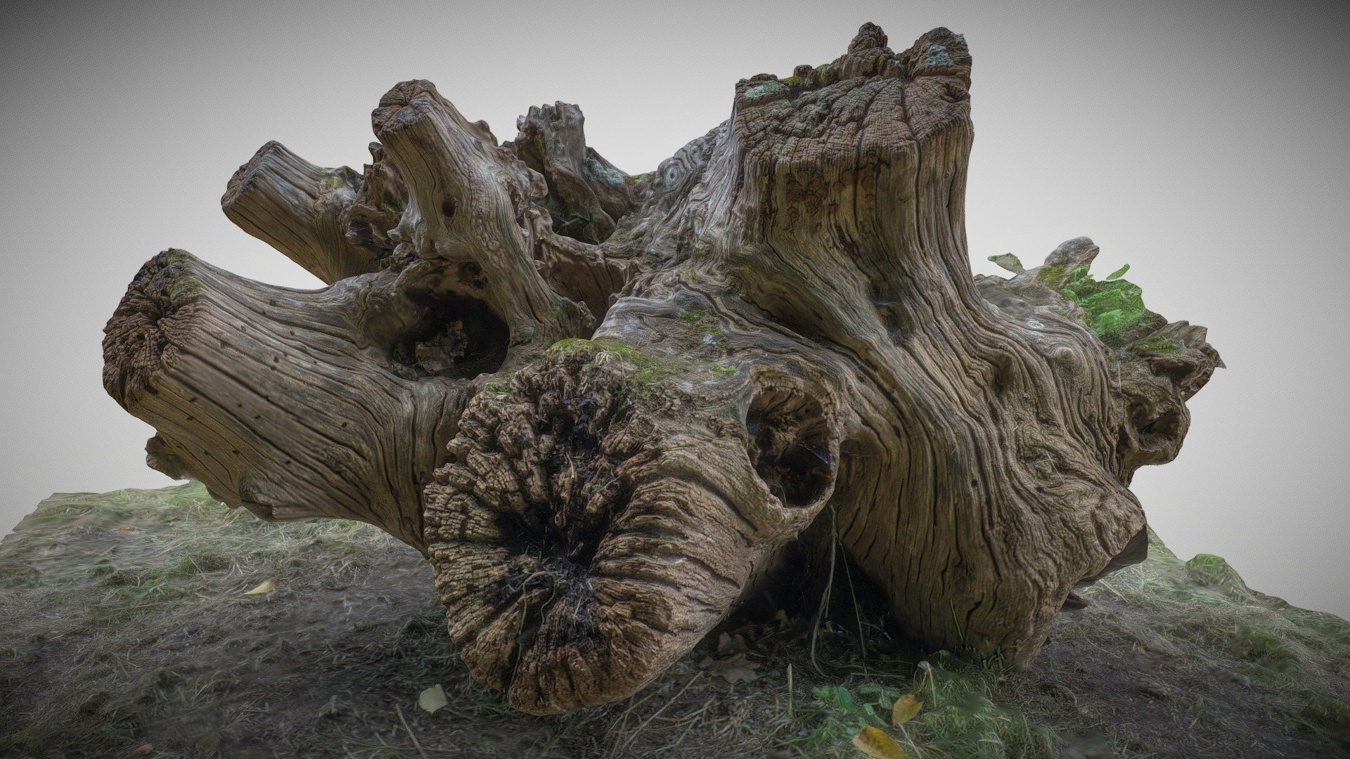 Decorative tree trunk - Buy Royalty Free 3D model by yelizegi ...