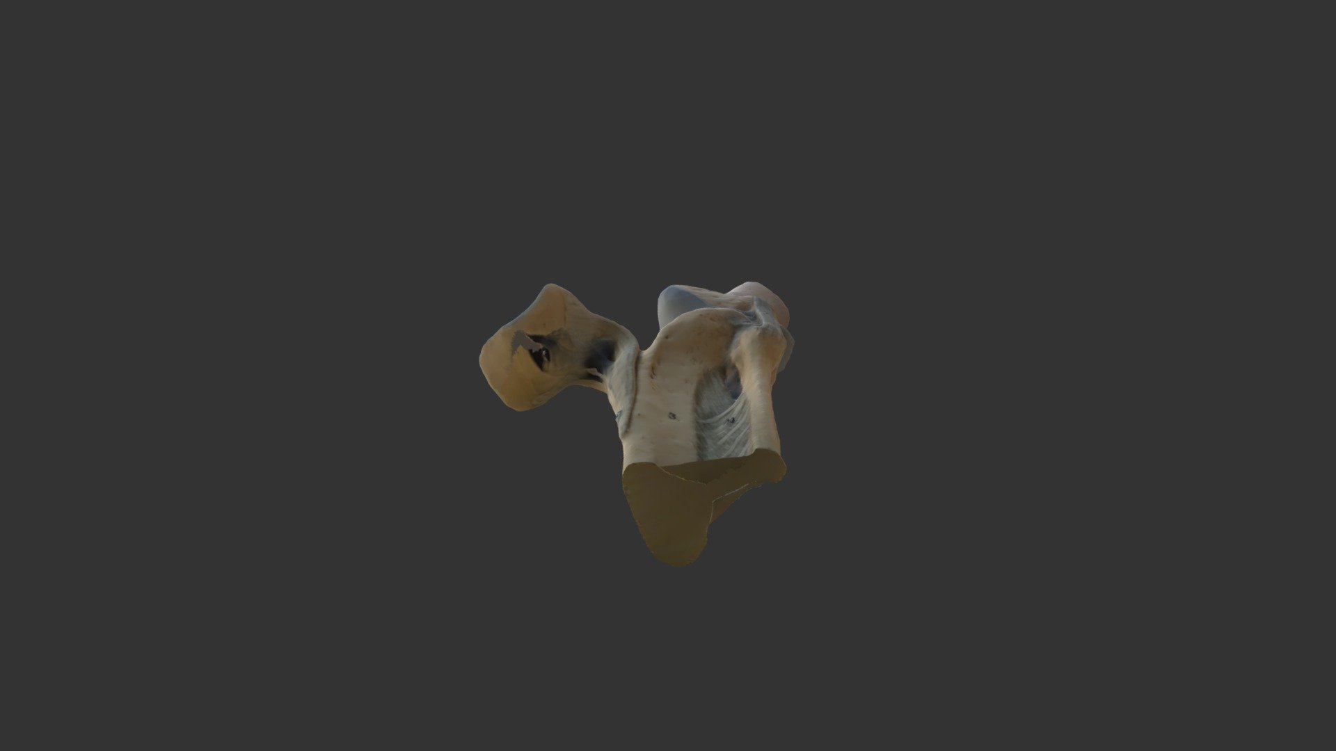Cartilage - 3D model by mmh210 [273da94] - Sketchfab