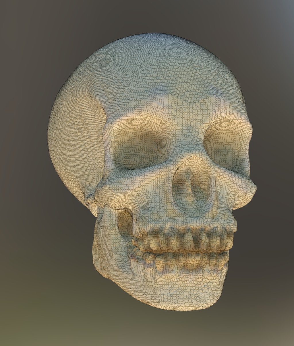 Skull Model - elotroadri - 3D model by elotroadri [2740980] - Sketchfab