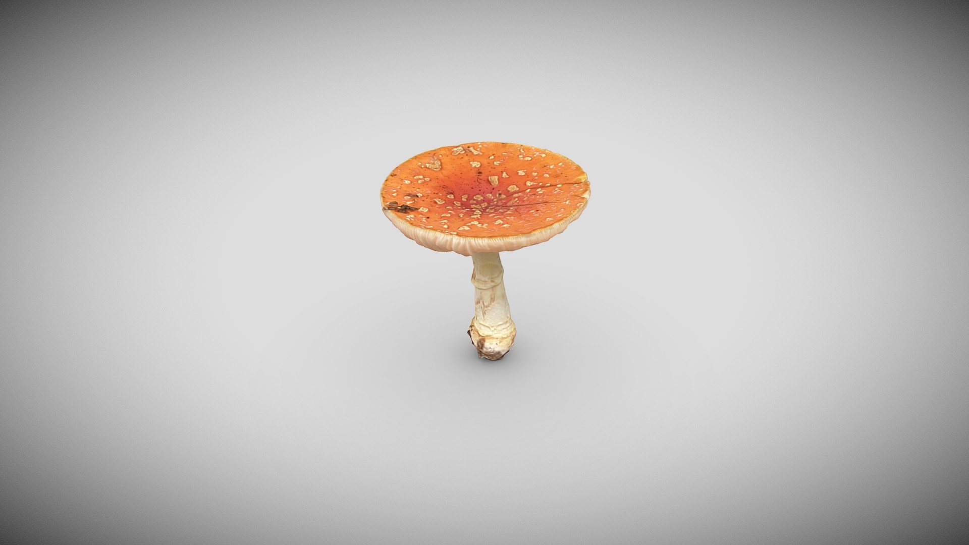 Mushroom - 3D model by M Parkinson (@chimaera_studio) [2745051] - Sketchfab
