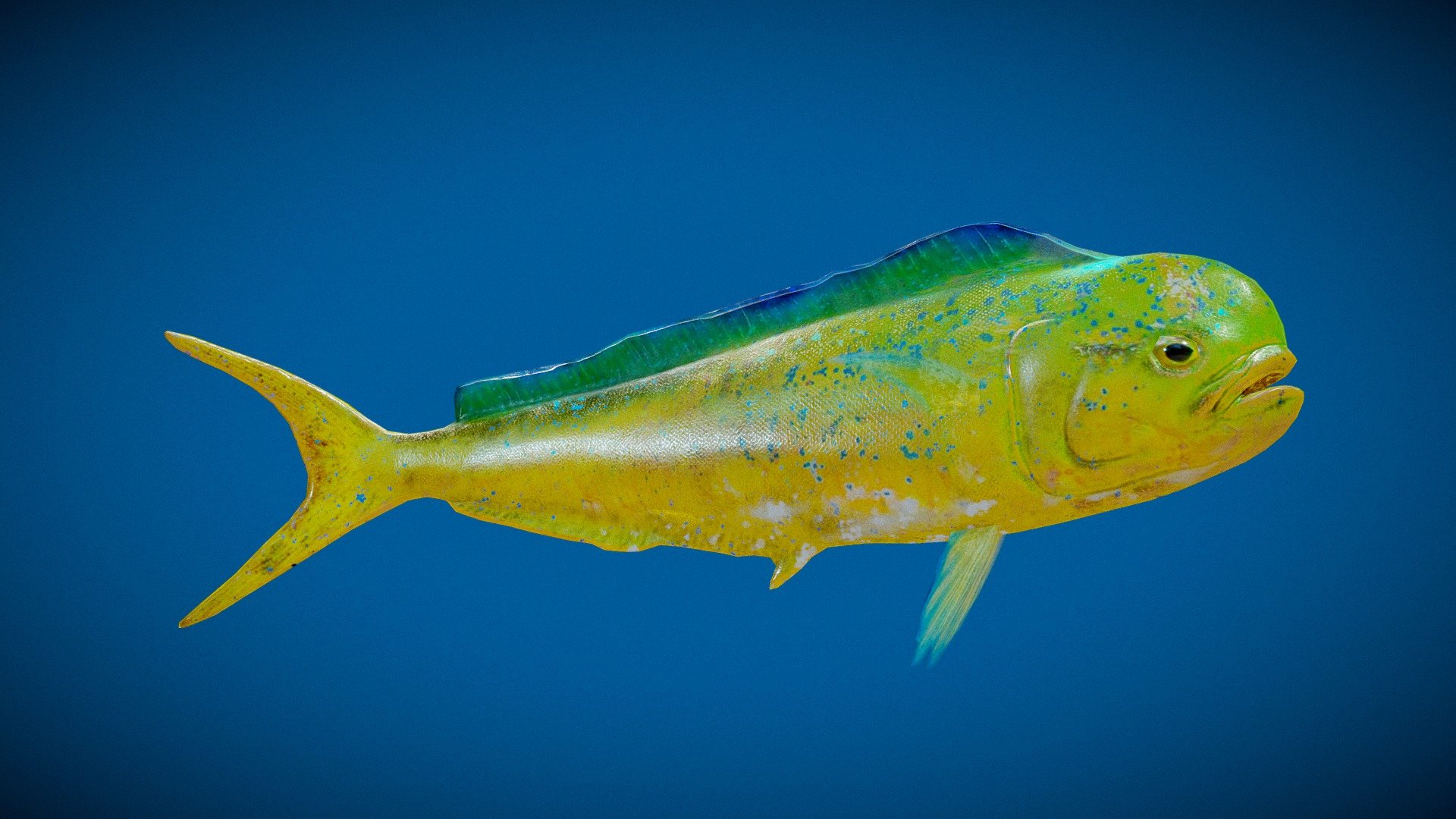 Coryphaena_hippurus - 3D model by DORAGM [274821f] - Sketchfab