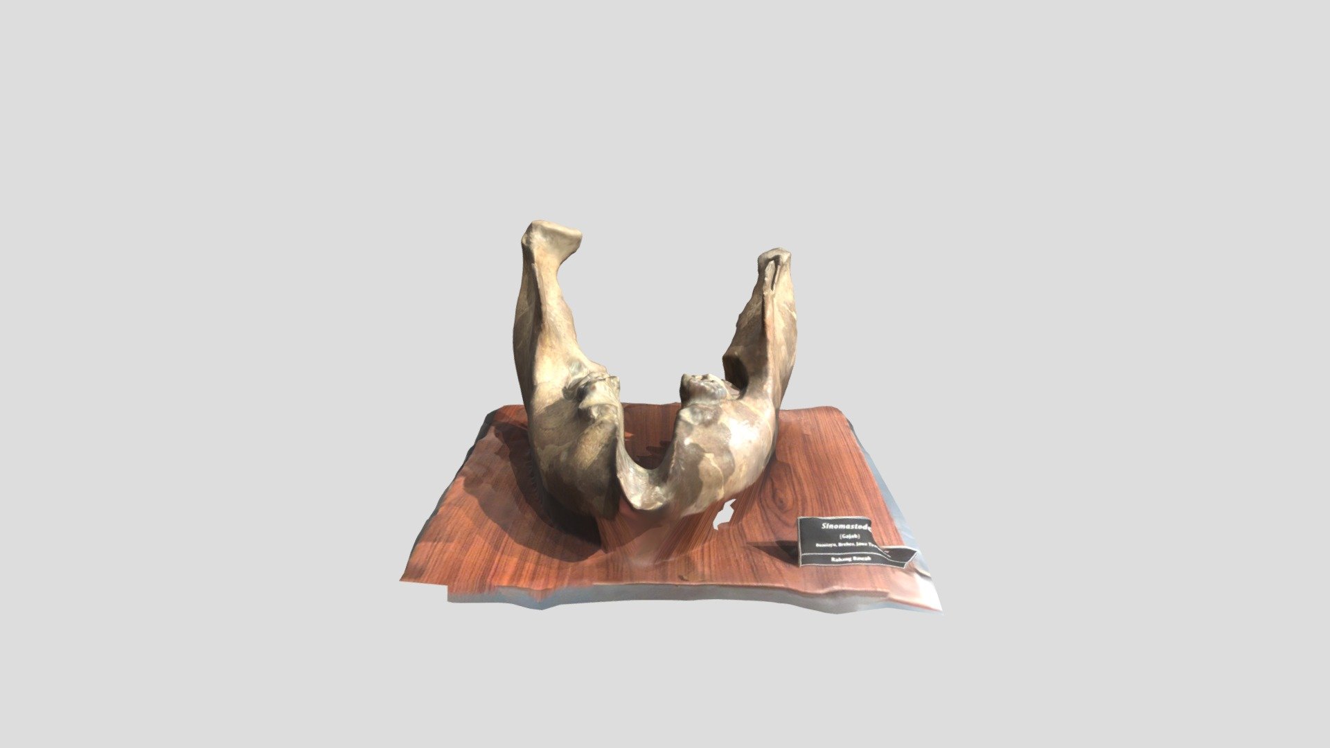 rahang bawah gajah sinomastodon - 3D model by relbiaksar21 [2748265 ...