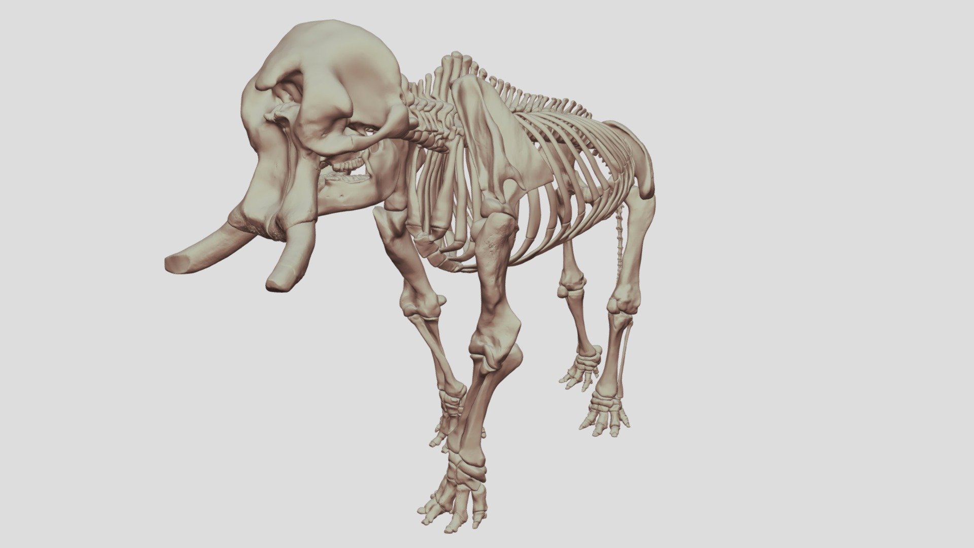 African Elephant - 3D model by monostudio [2751656] - Sketchfab
