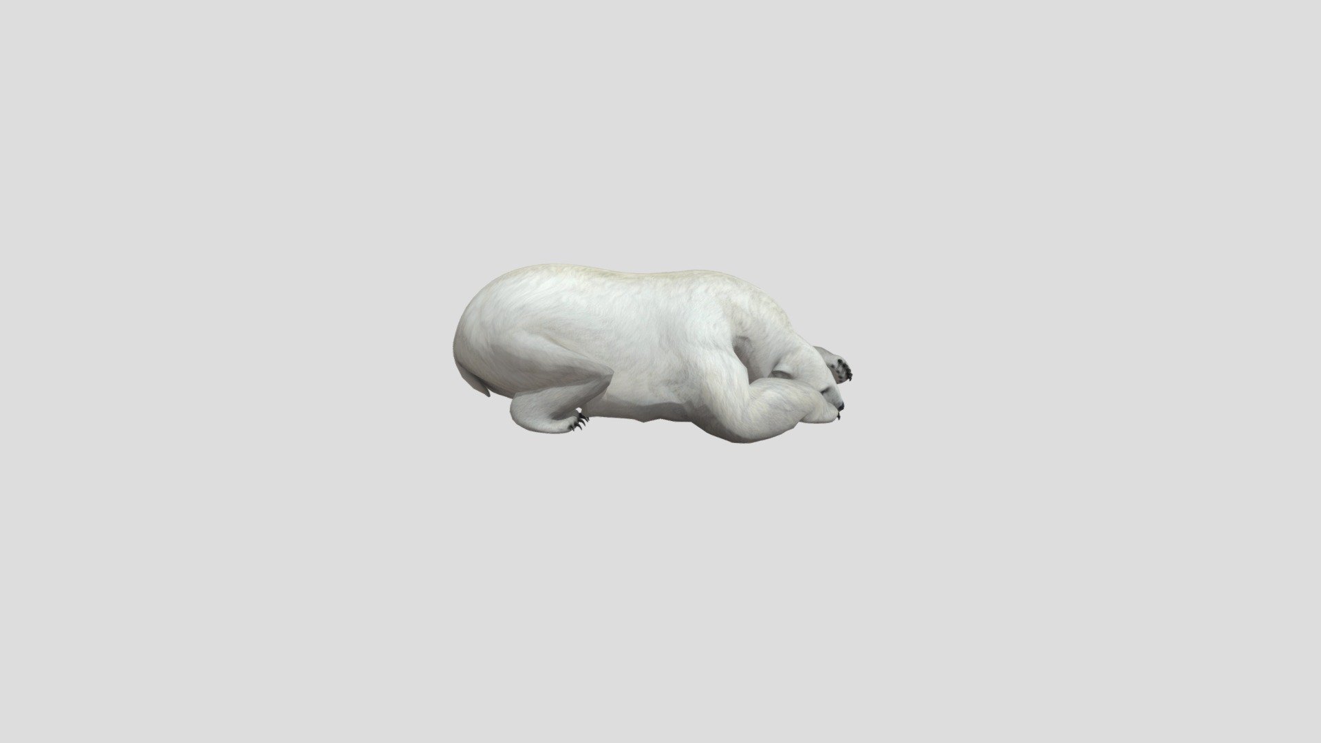 Polar_ Lbear_069 - Download Free 3D model by leonardgraylar [275747f ...
