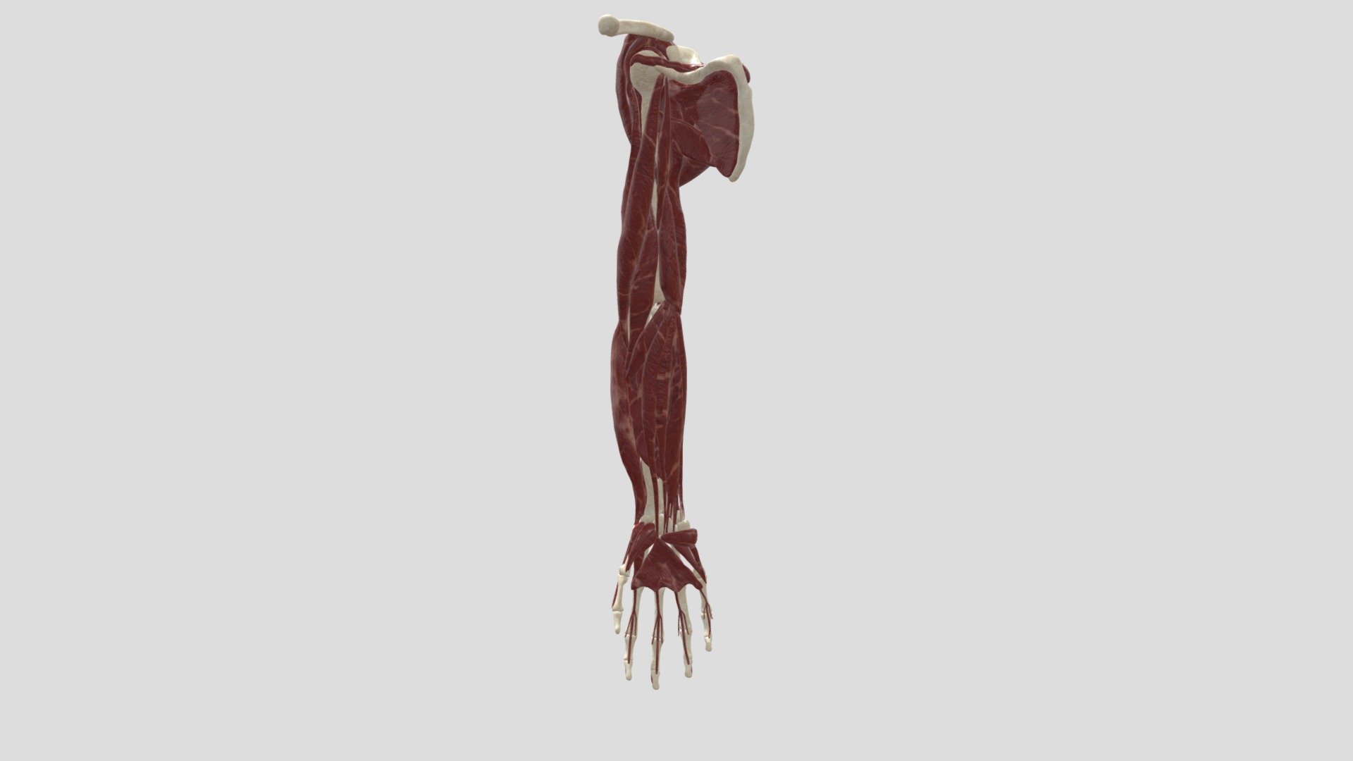 Anatomy of the hand - 3D model by VorobevaDesigner [2759c0d] - Sketchfab