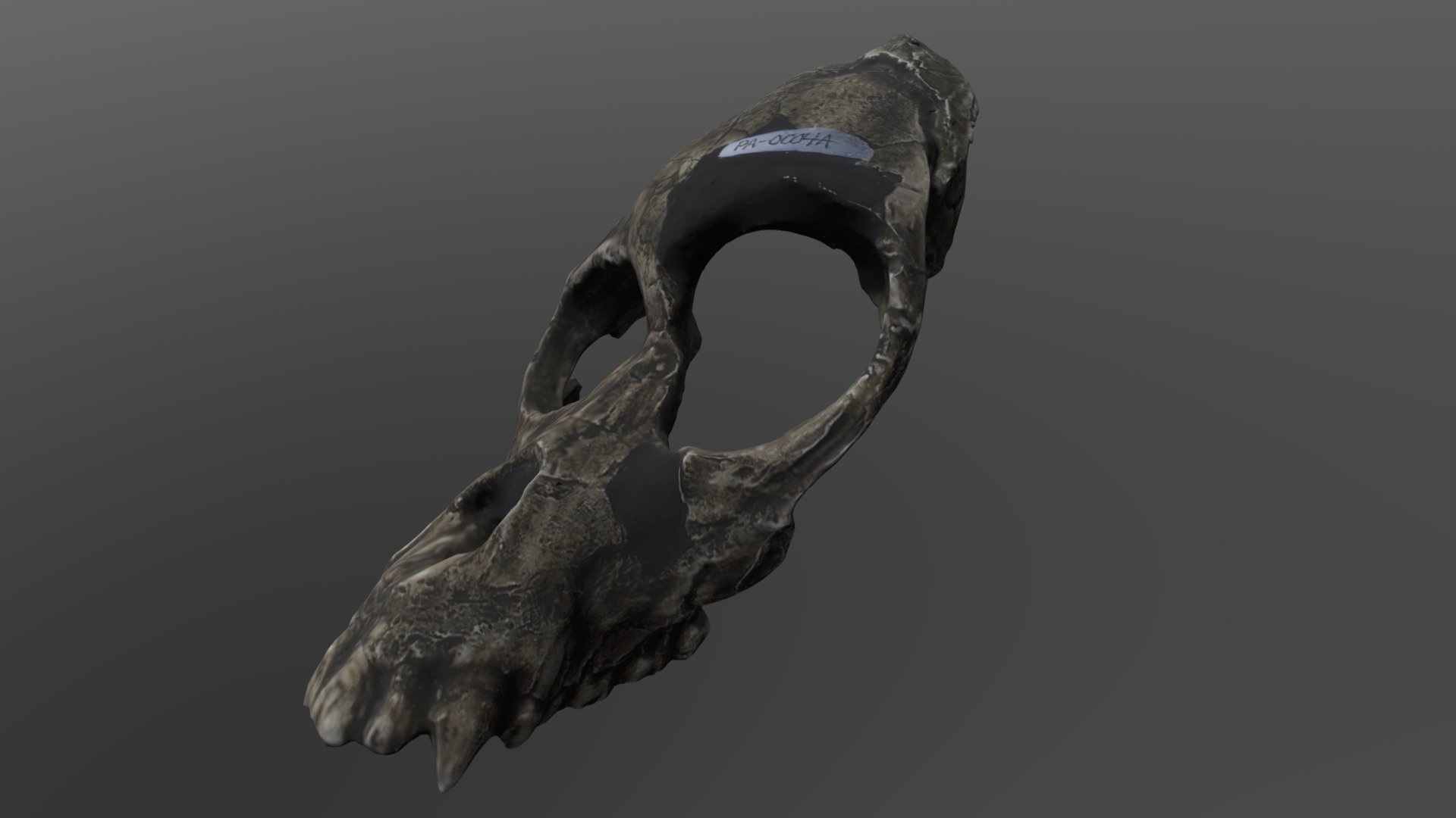 Proconsul heseloni Cranium - 3D model by UCFanthropology [2759f49 ...