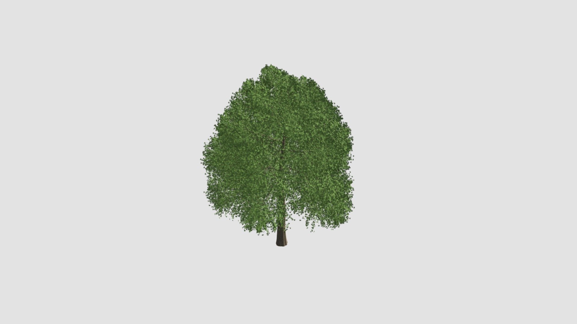 tree - Buy Royalty Free 3D model by Evermotion [275d3ab] - Sketchfab Store