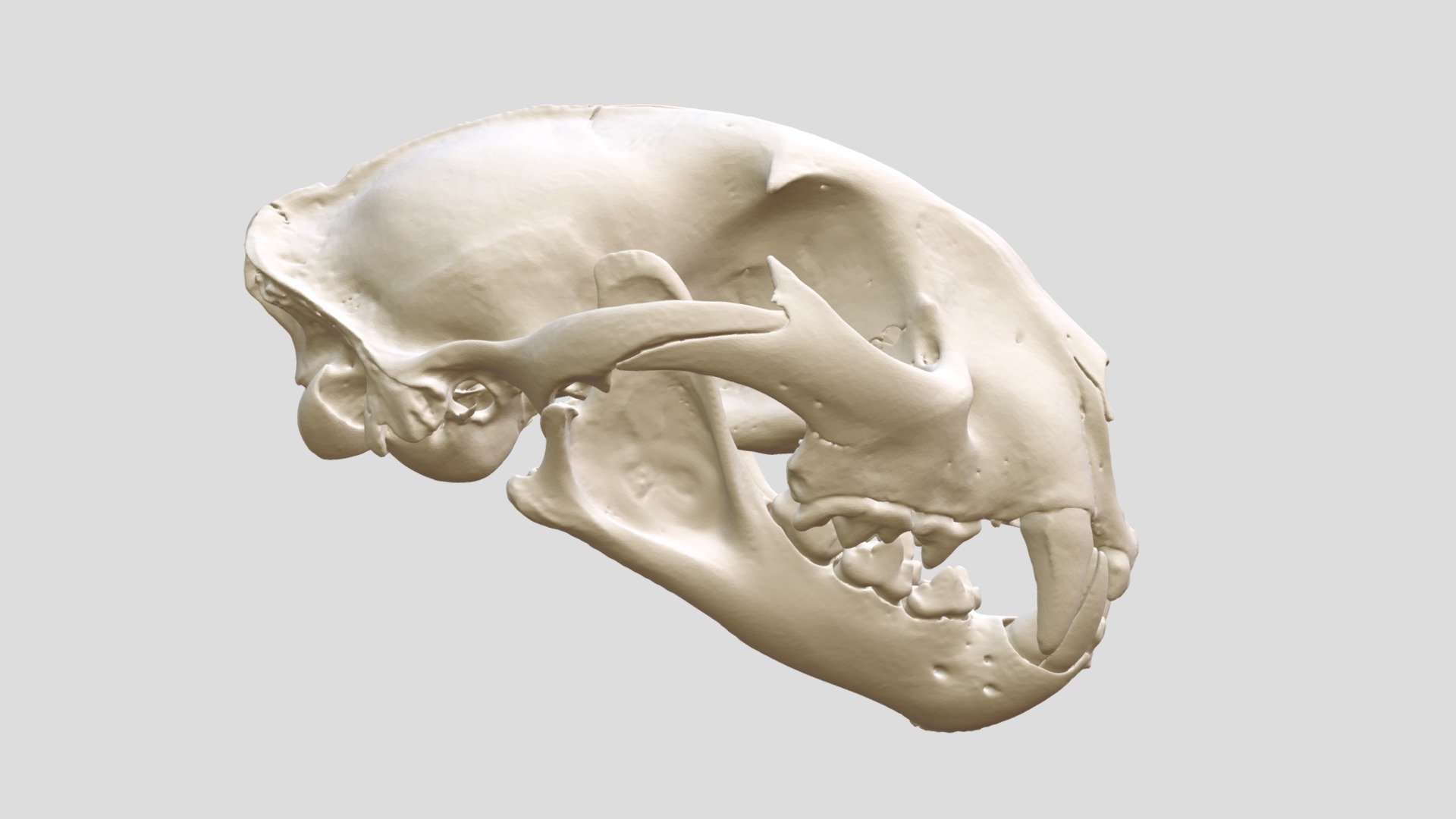 Puma concolor (MSB:Mamm:214485) - Download Free 3D model by ...