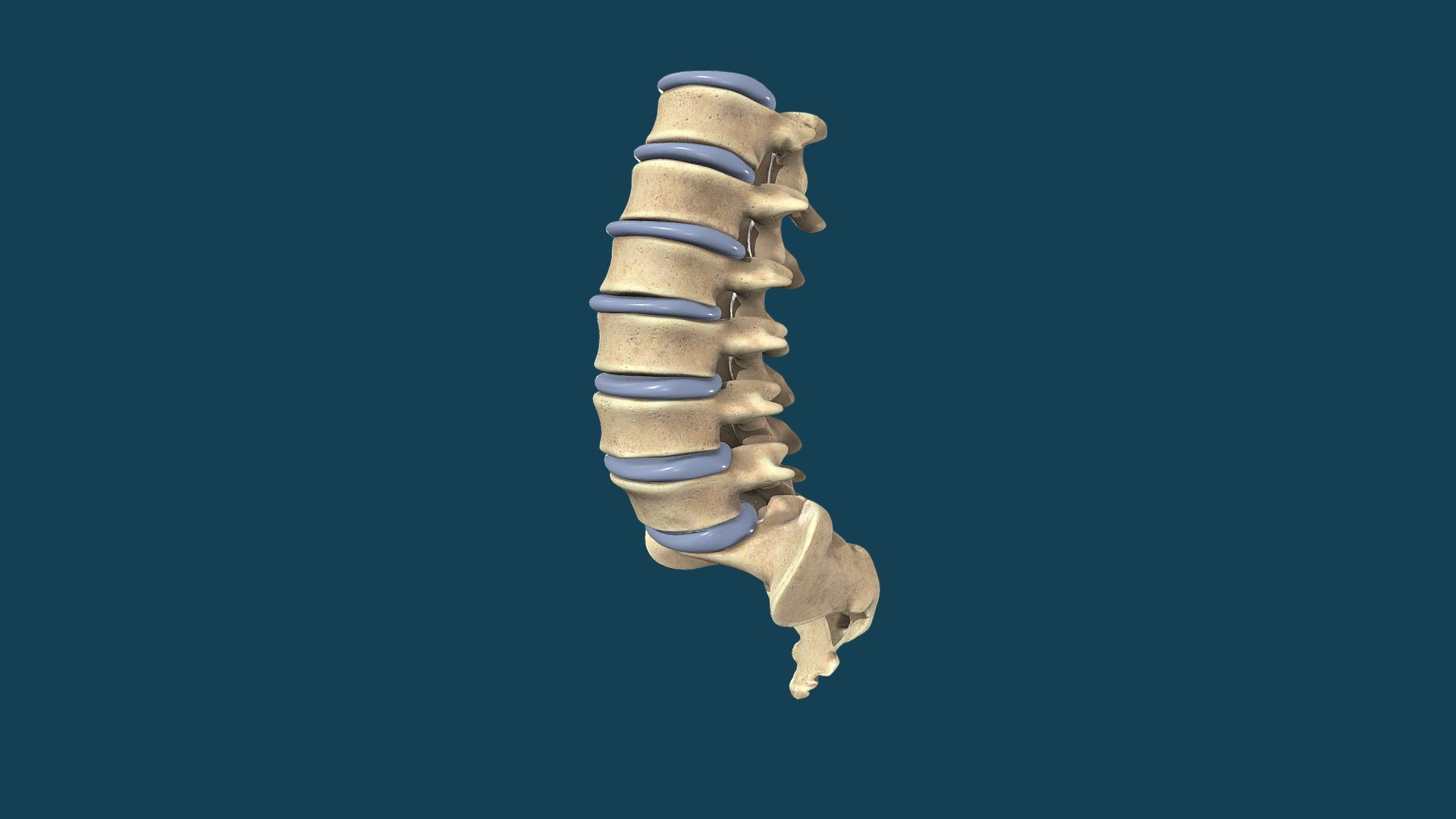 Lumbar - Buy Royalty Free 3D model by Chirag (@chiraghirani) [27747ae ...