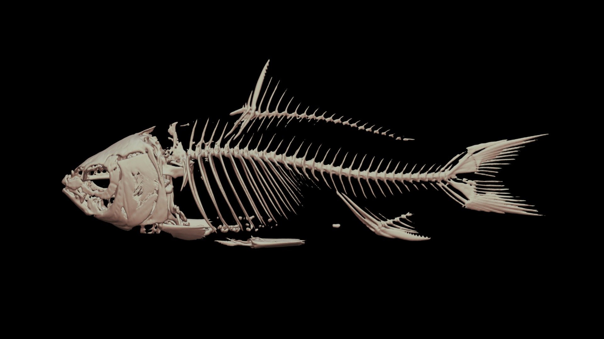 インレー鯉 Intha Carp, Cyprinus intha - 3D model by ffish.asia / floraZia ...