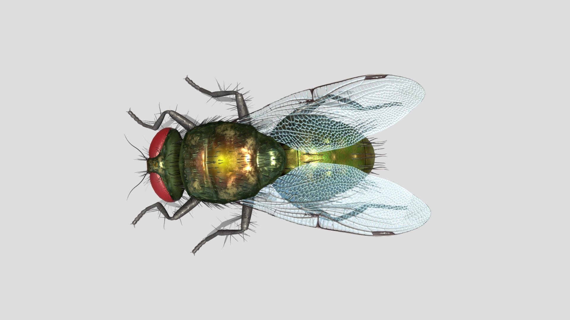 fly - Download Free 3D model by King.MiZi [277b6cd] - Sketchfab