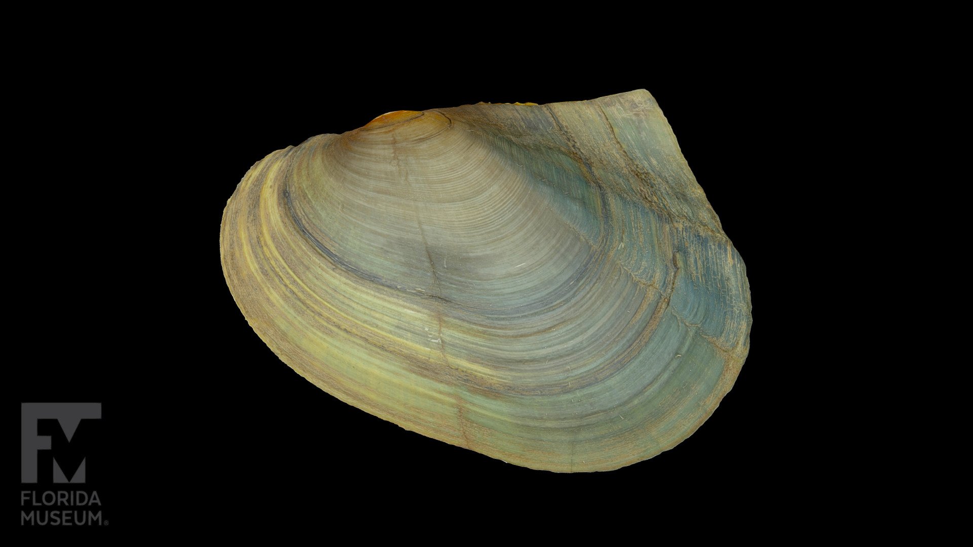 Pink heelsplitter - Freshwater Mussel - 3D model by FloridaMuseum ...