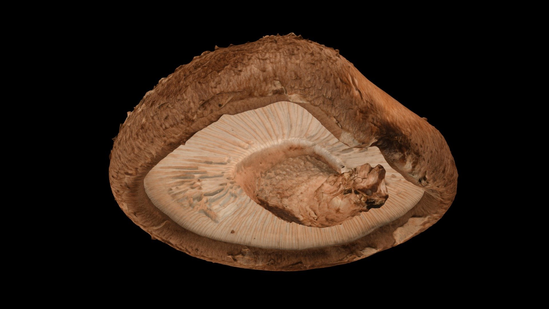 CC0 | シイタケ 🍄 Shiitake Mushroom, Lentinula edod - Download Free 3D model ...
