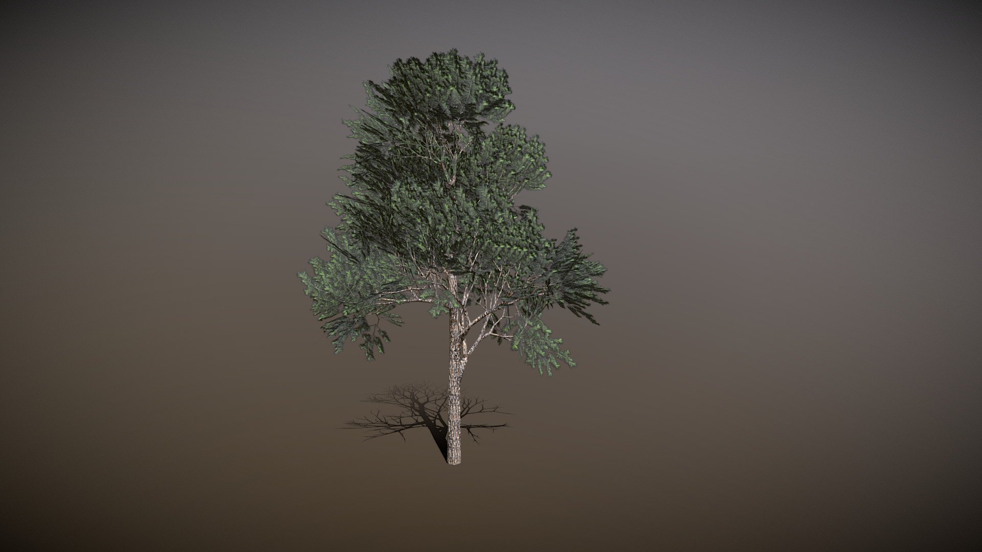 Pine - Buy Royalty Free 3D model by Thunder (@thunderpwn) [2784b9f ...