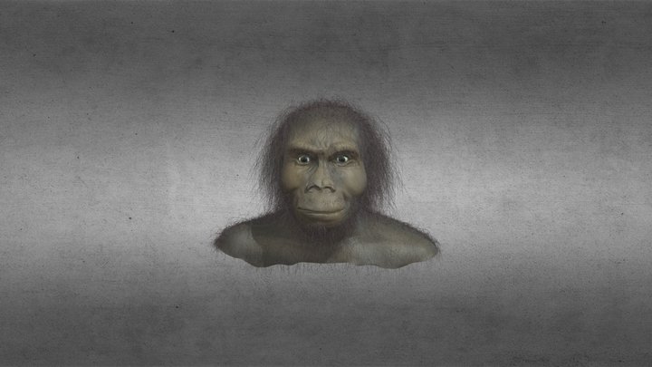 Hominid 3D models - Sketchfab