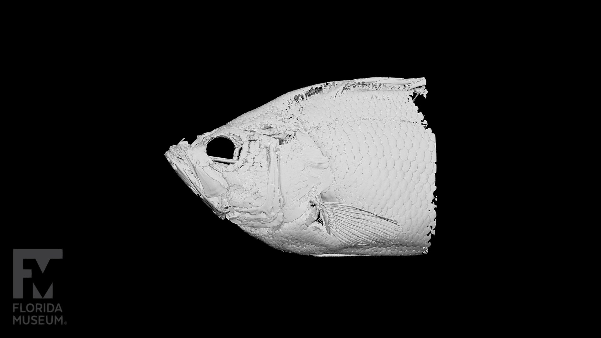 Sacramento perch - 3D model by FloridaMuseum [2789c43] - Sketchfab