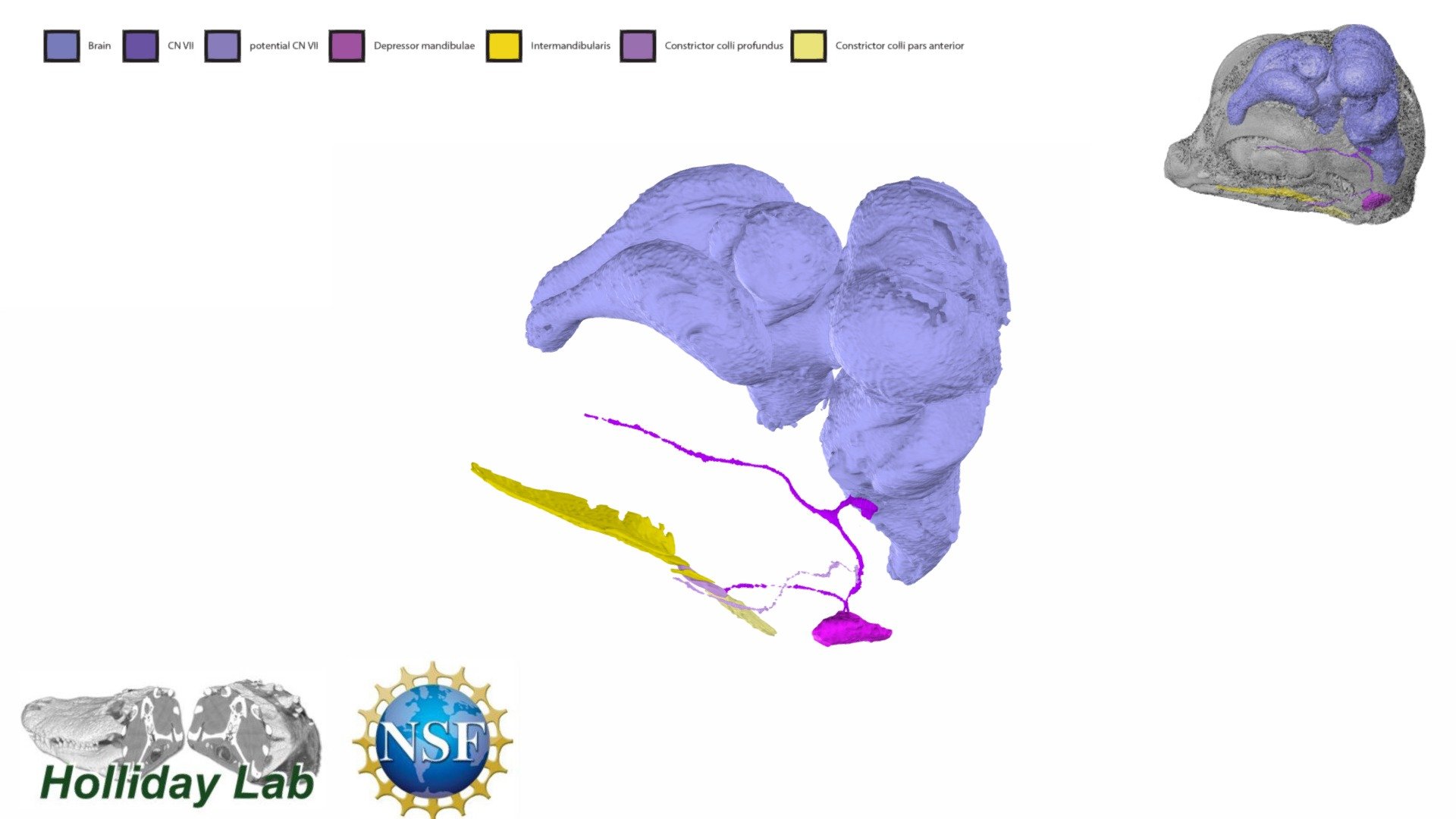 Embryonic Alligator CN VII-Innervated Muscles - Download Free 3D model ...