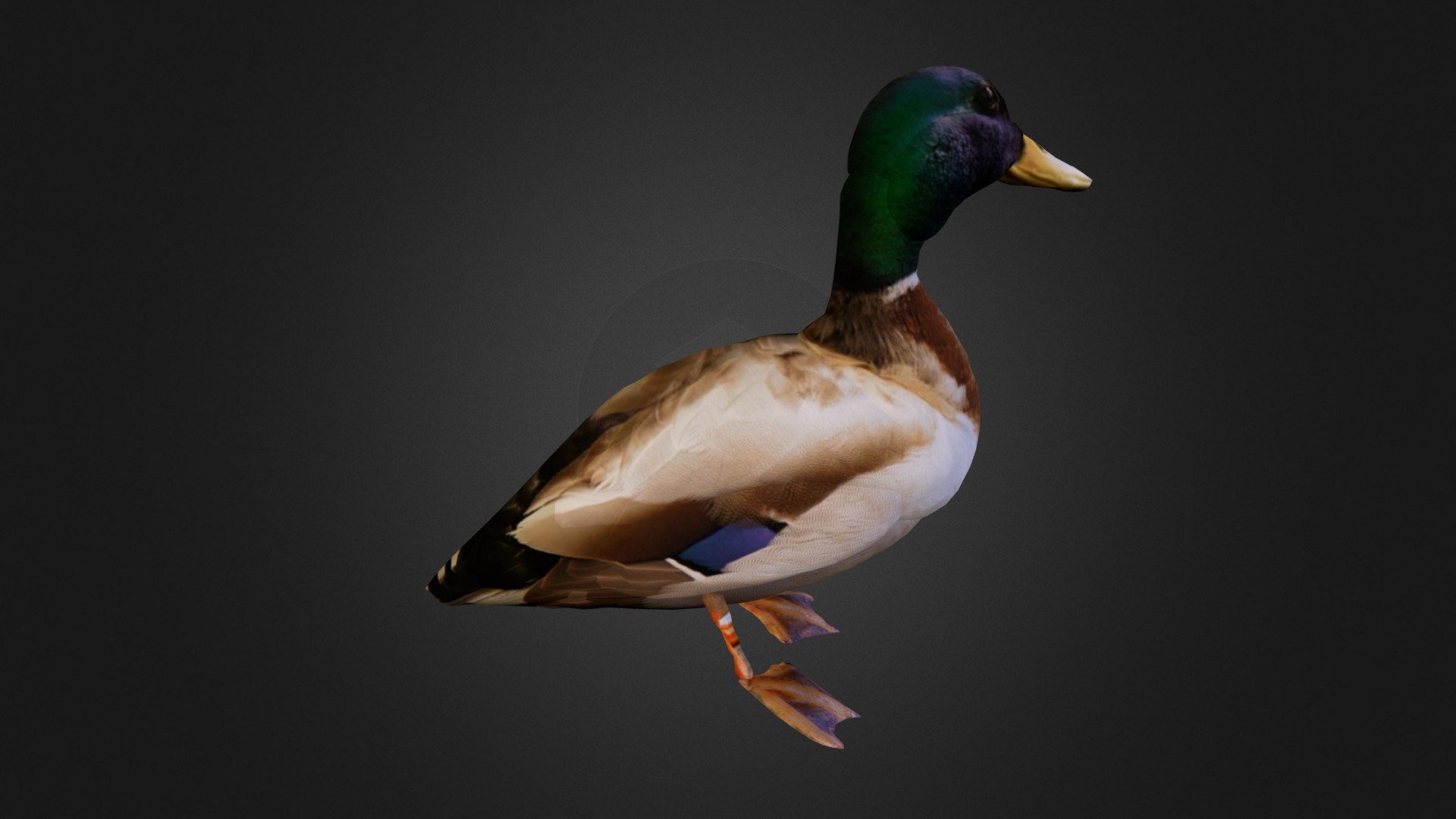 Duck - Download Free 3D model by Chaitanya Krishnan (@chaitanyak ...