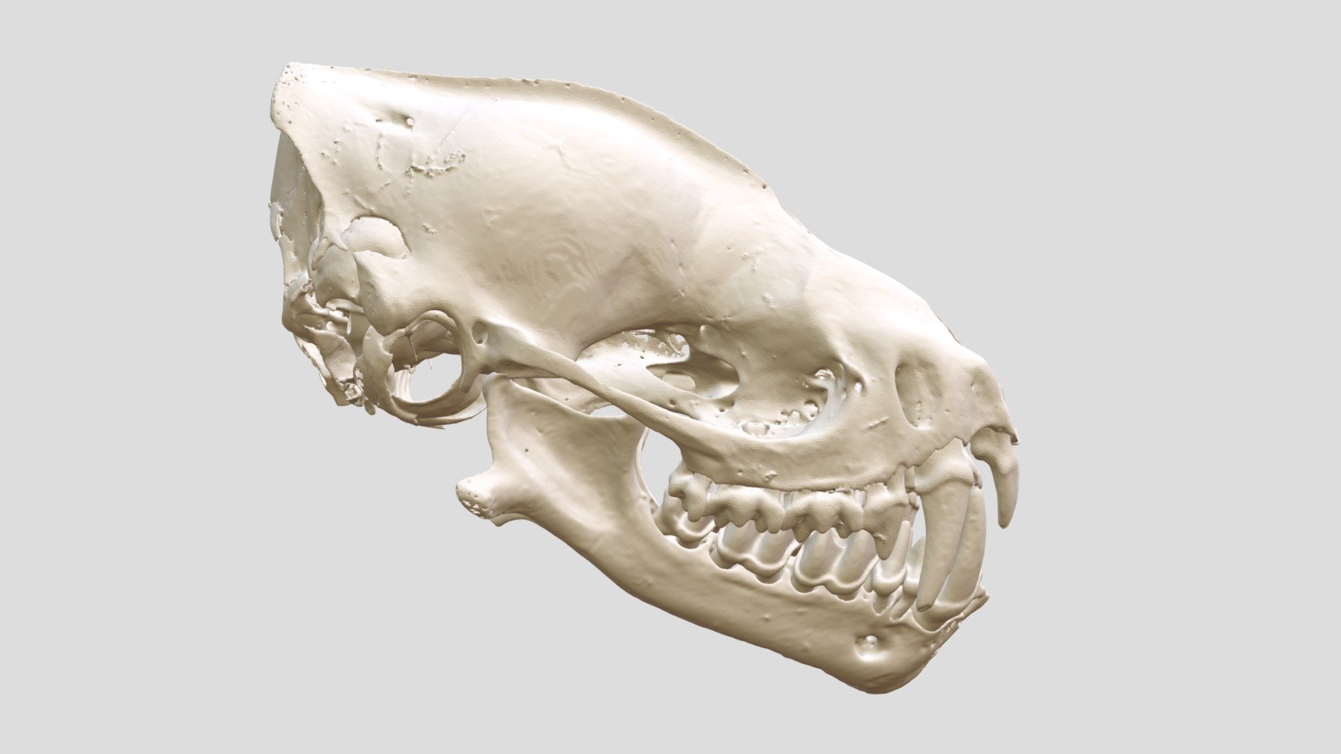 Mops condylurus (MSB:Mamm:274588) - 3D model by Biodiversity [279095c ...