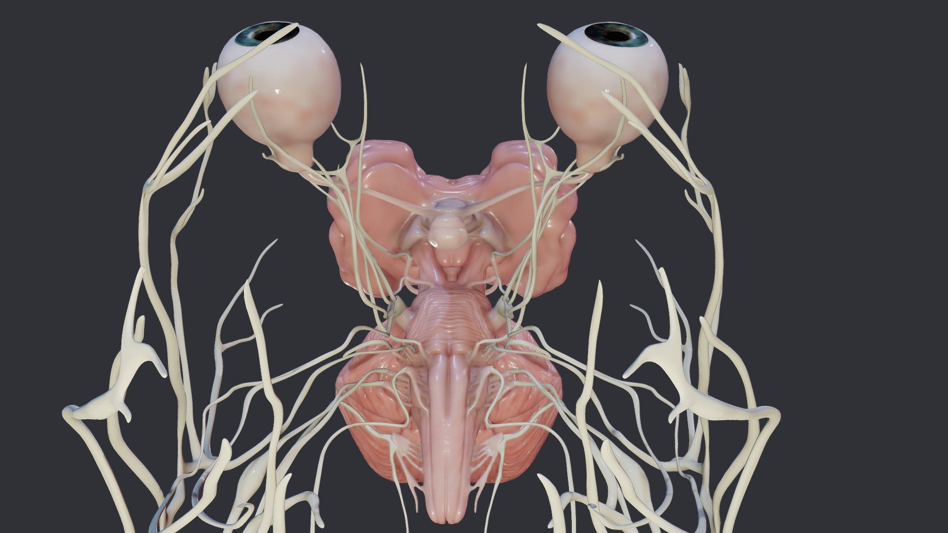 Cranial nerves and brain stem - Buy Royalty Free 3D model by Ebers ...