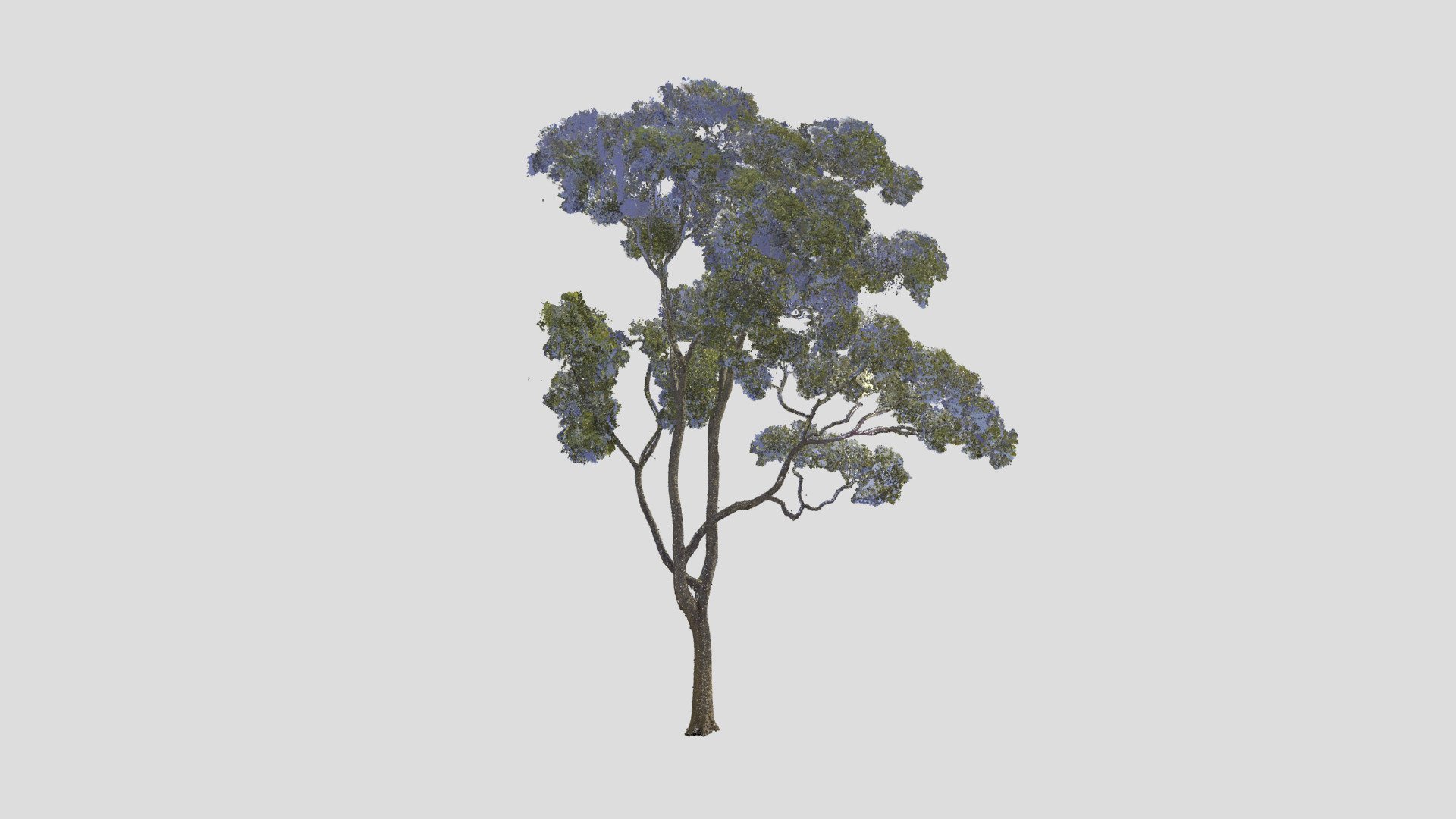 Tree Point Cloud - Buy Royalty Free 3D model by magnum_opus (@tree ...